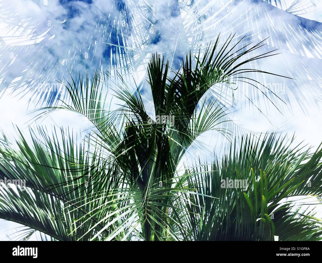 Summer palm tree hi-res stock photography and images - Alamy