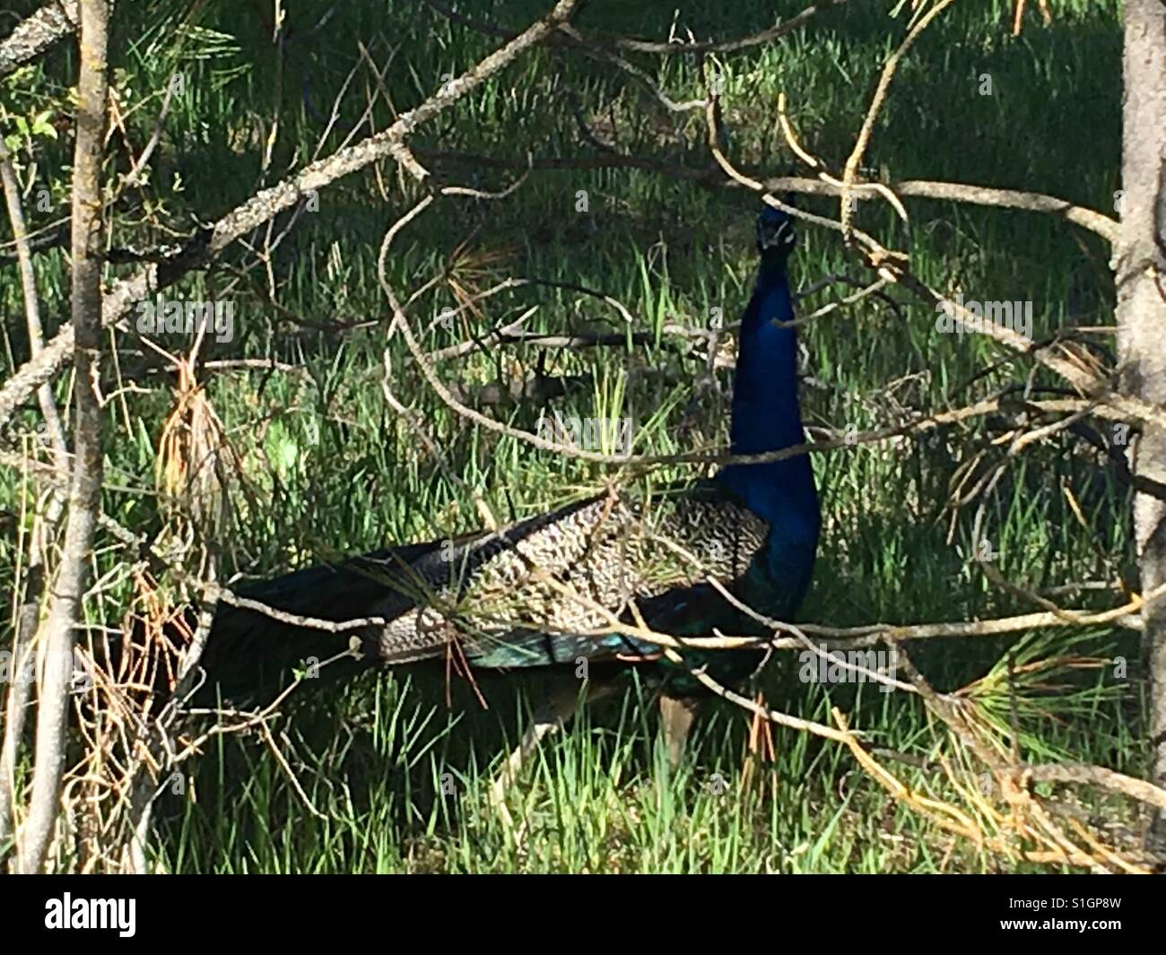 Peacock in forest Stock Photo - Alamy