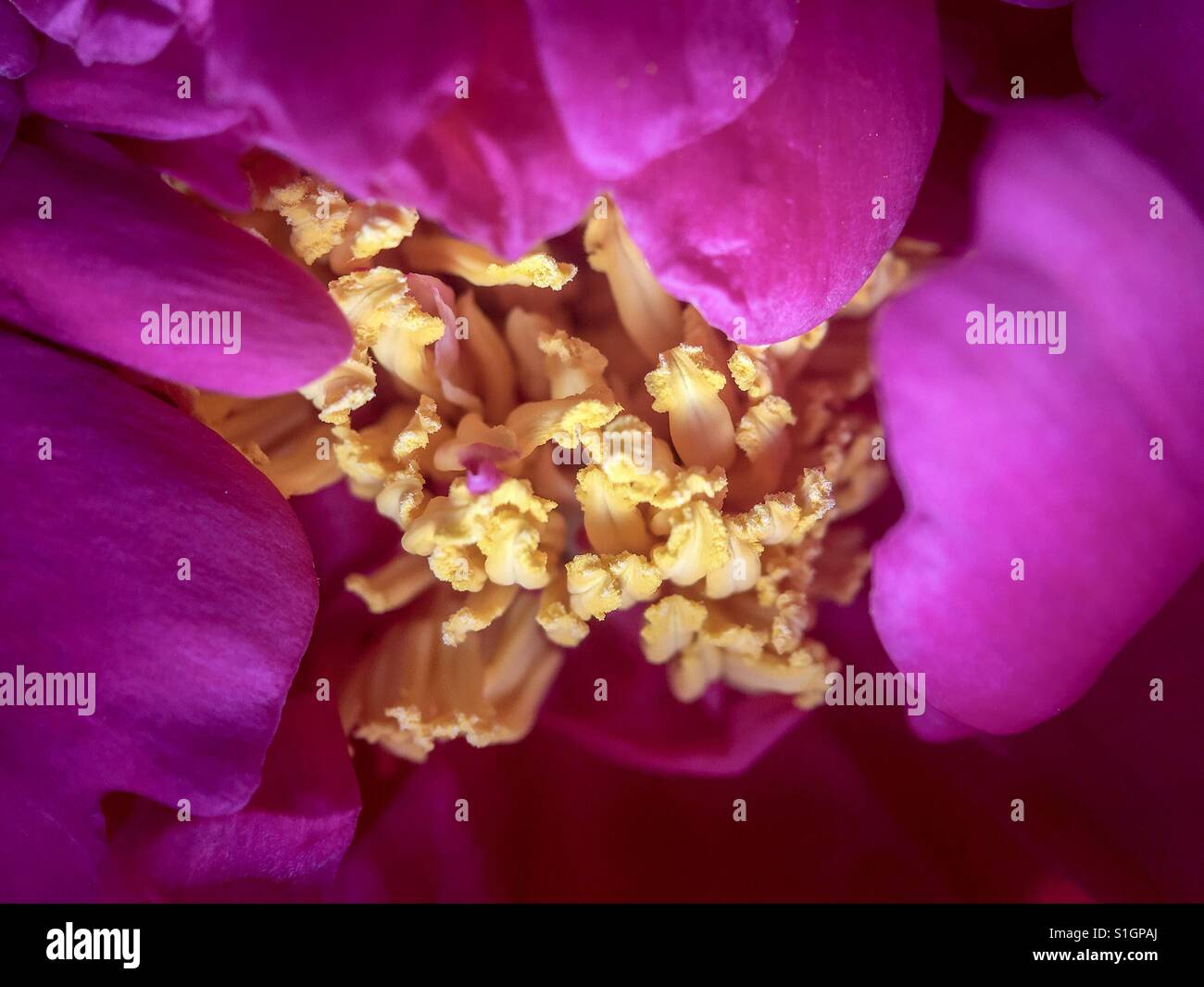 Pollen and stamen hi-res stock photography and images - Alamy