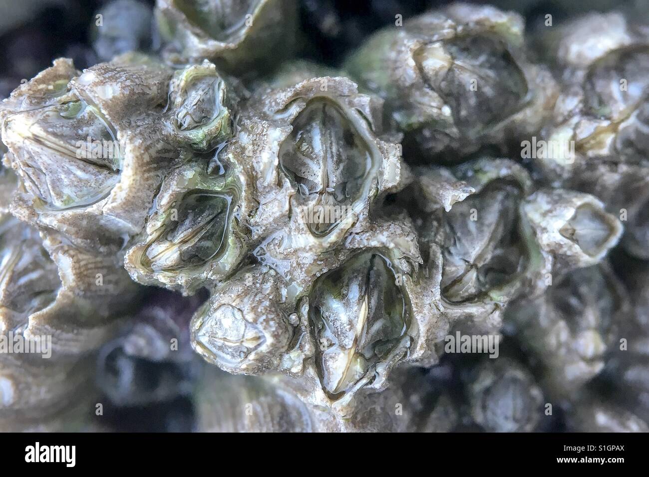 Barnacles up close hi-res stock photography and images - Alamy
