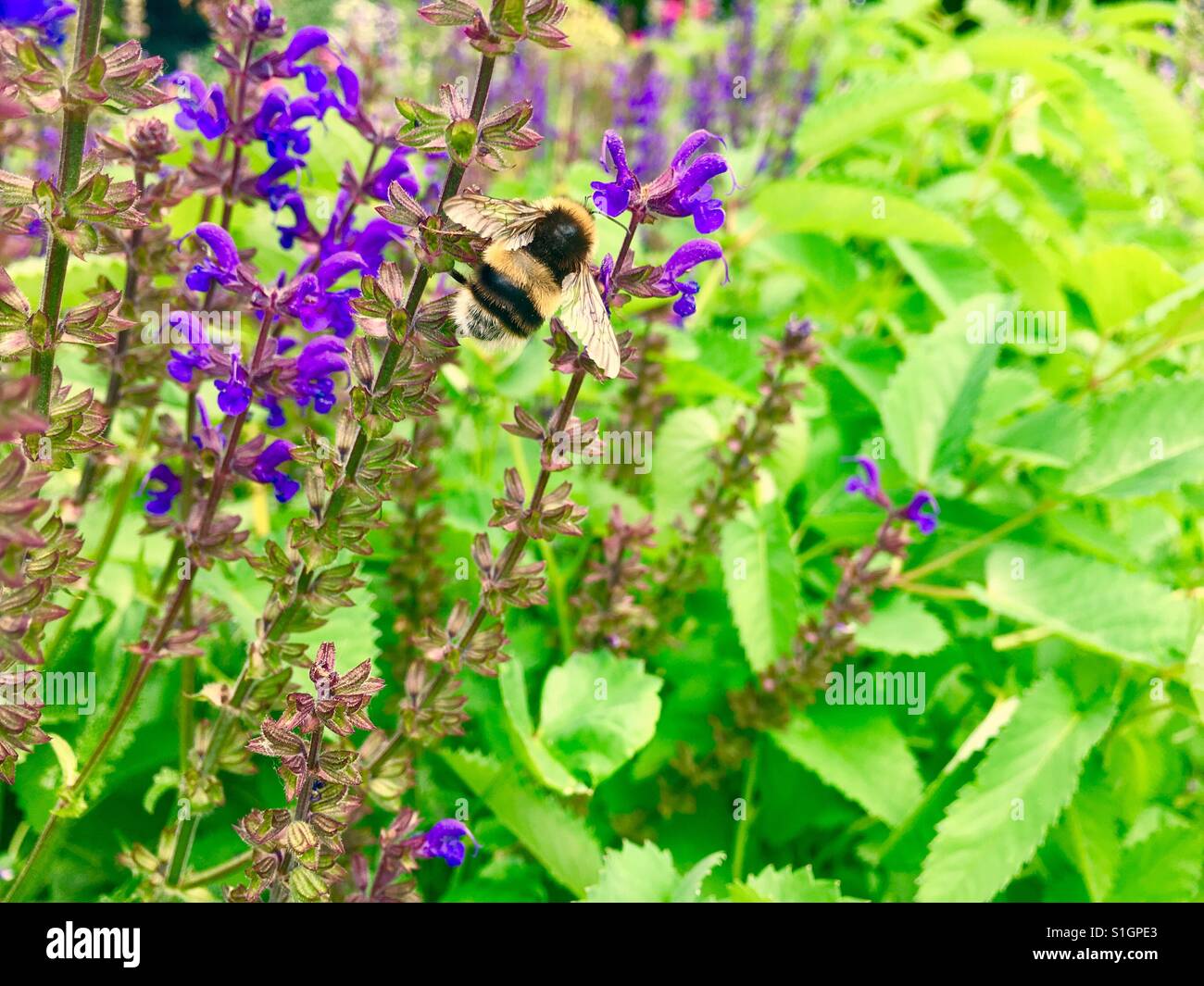 Honey bee in purple flowers hi-res stock photography and images - Alamy
