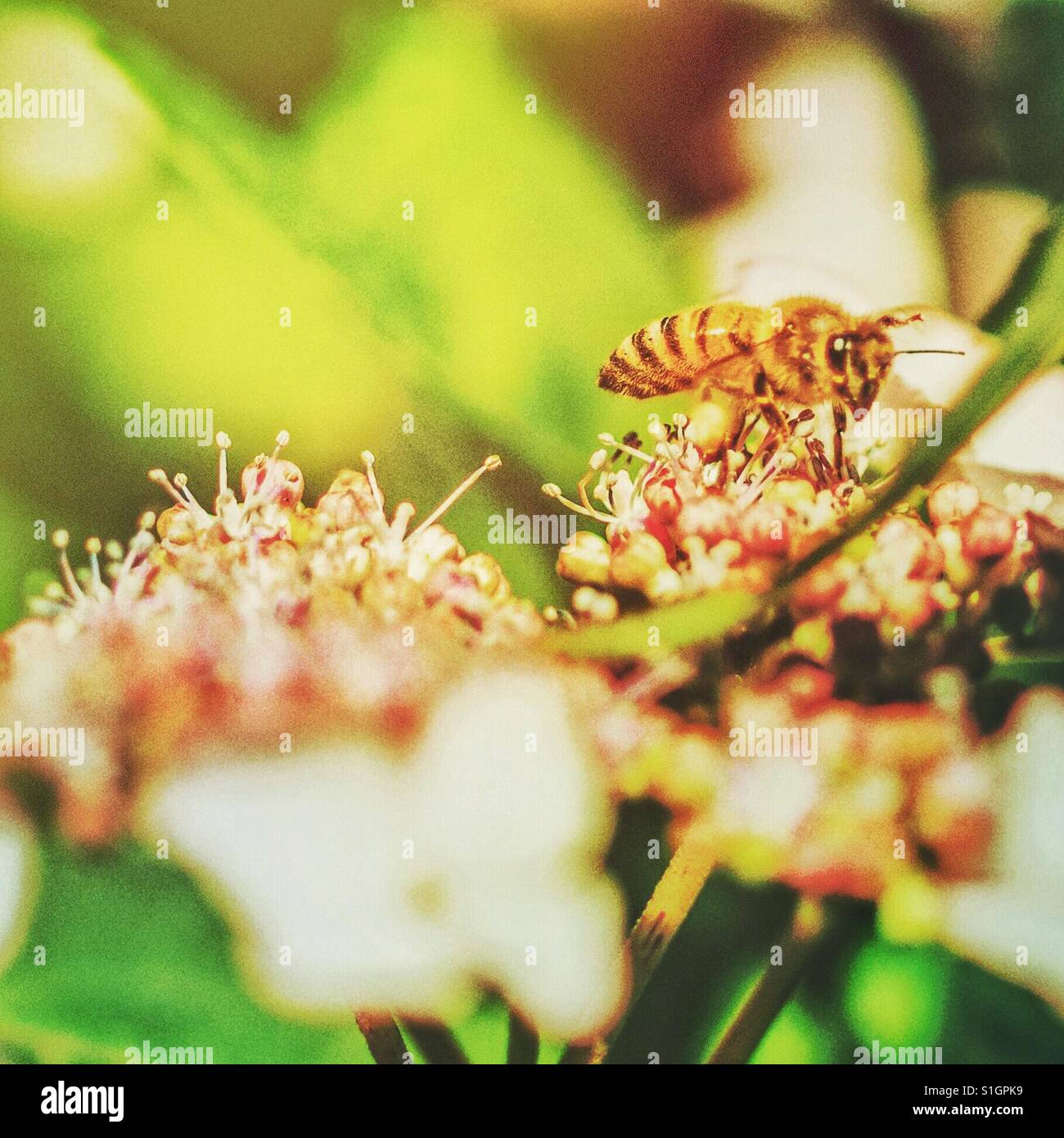 Honey bee at work in a flower during spring Stock Photo - Alamy