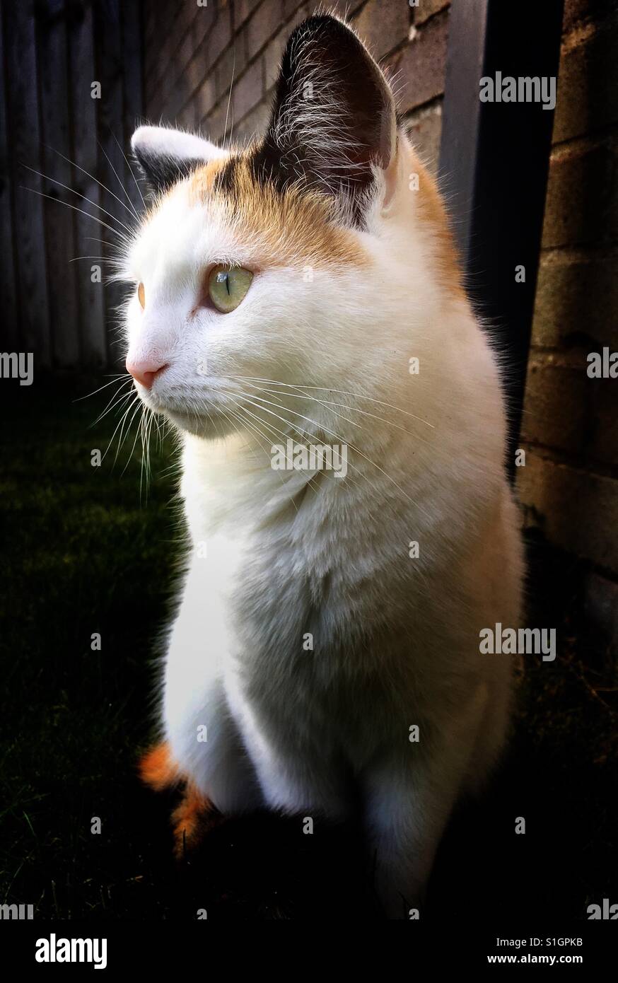 Tortoiseshell Calico High Resolution Stock Photography and Images - Alamy