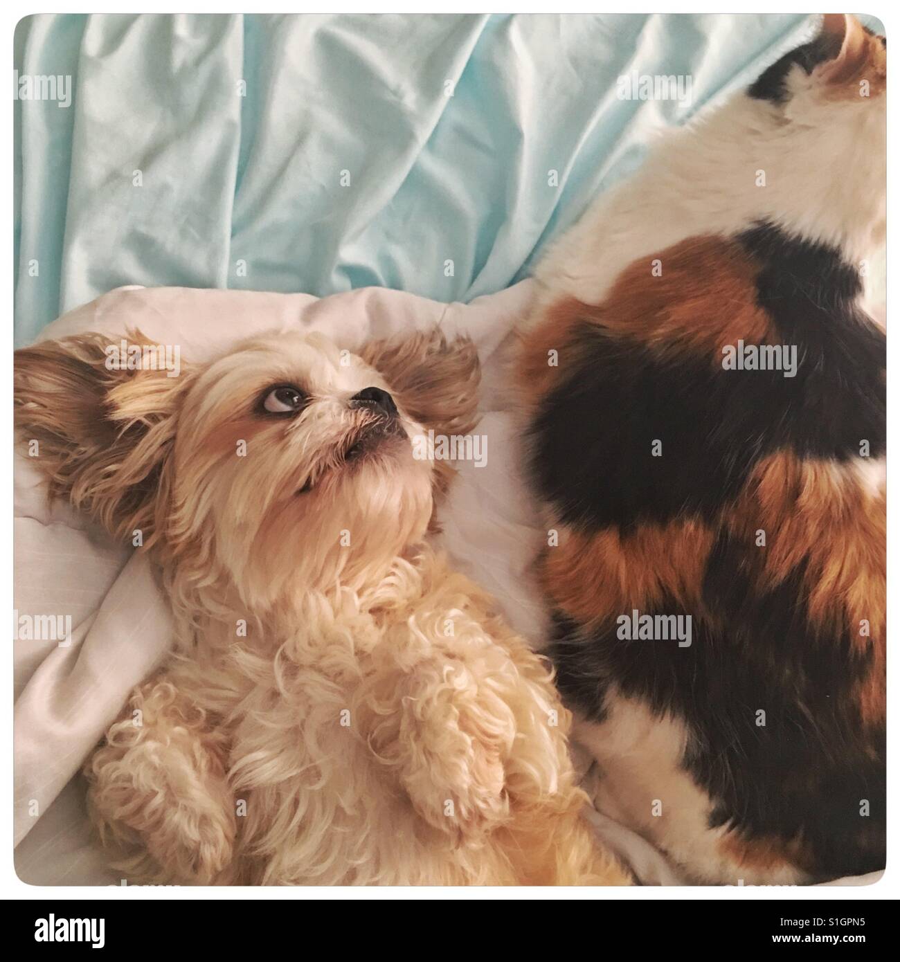 Cat ignoring hi-res stock photography and images - Alamy