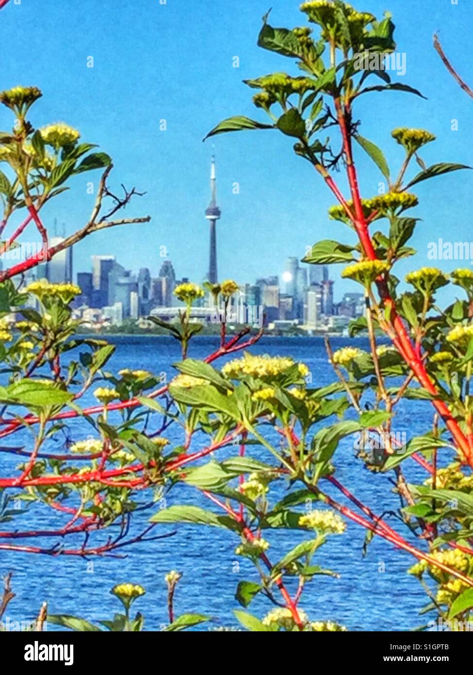 Toronto skyline through the blooms Stock Photo - Alamy
