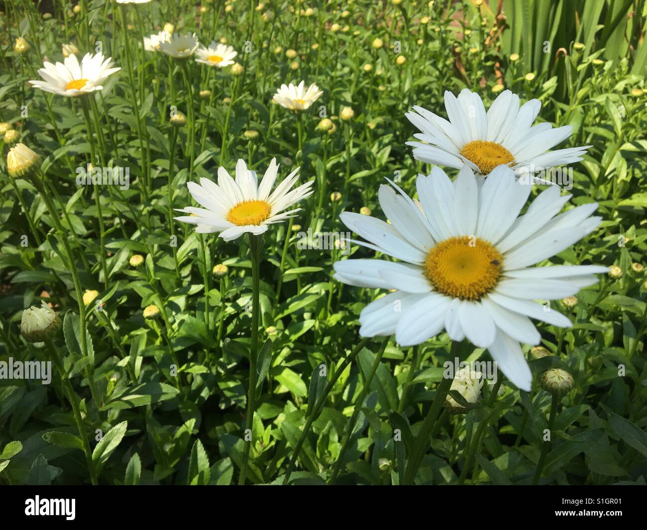 Walking on lilies hi-res stock photography and images - Alamy
