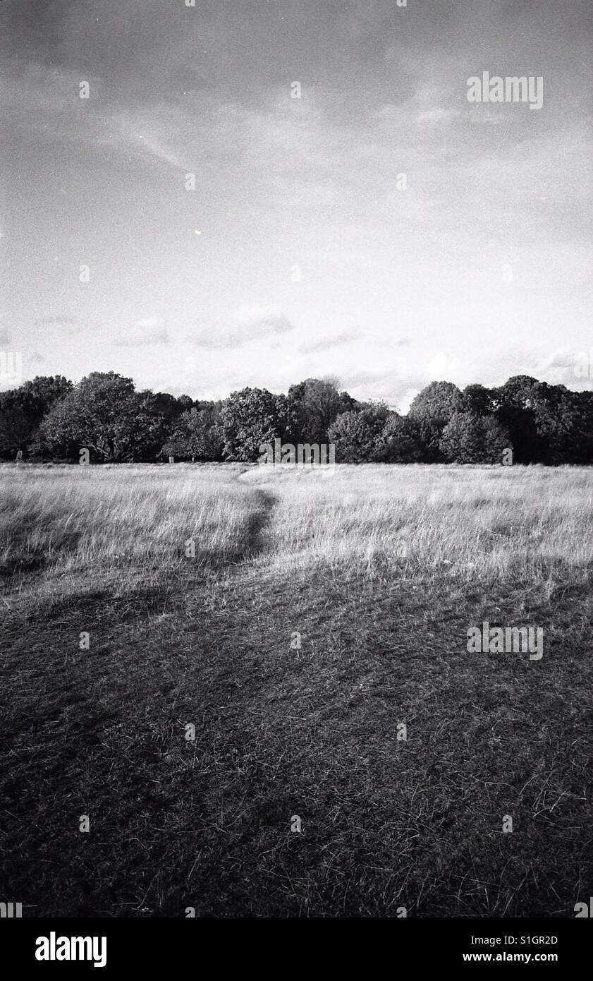 A black and white field with a row of trees in the distance Stock Photo ...