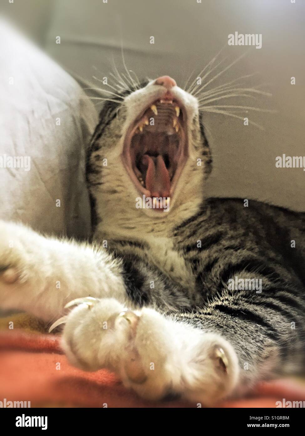 Yawning cat hi-res stock photography and images - Alamy