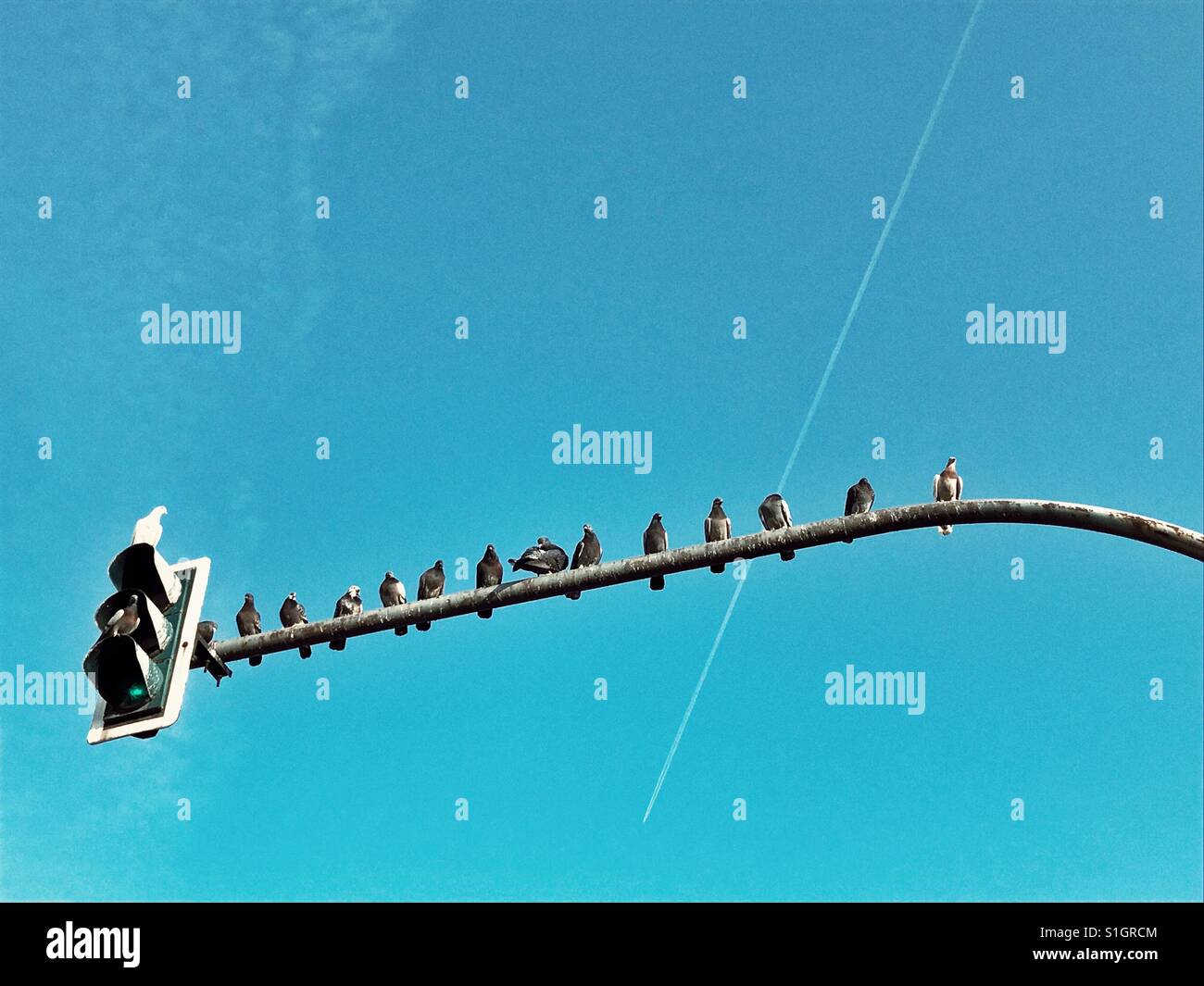 Pigeons on a traffic light pole Stock Photo - Alamy Pigeons on a traffic light pole Stock Photo - Alamy