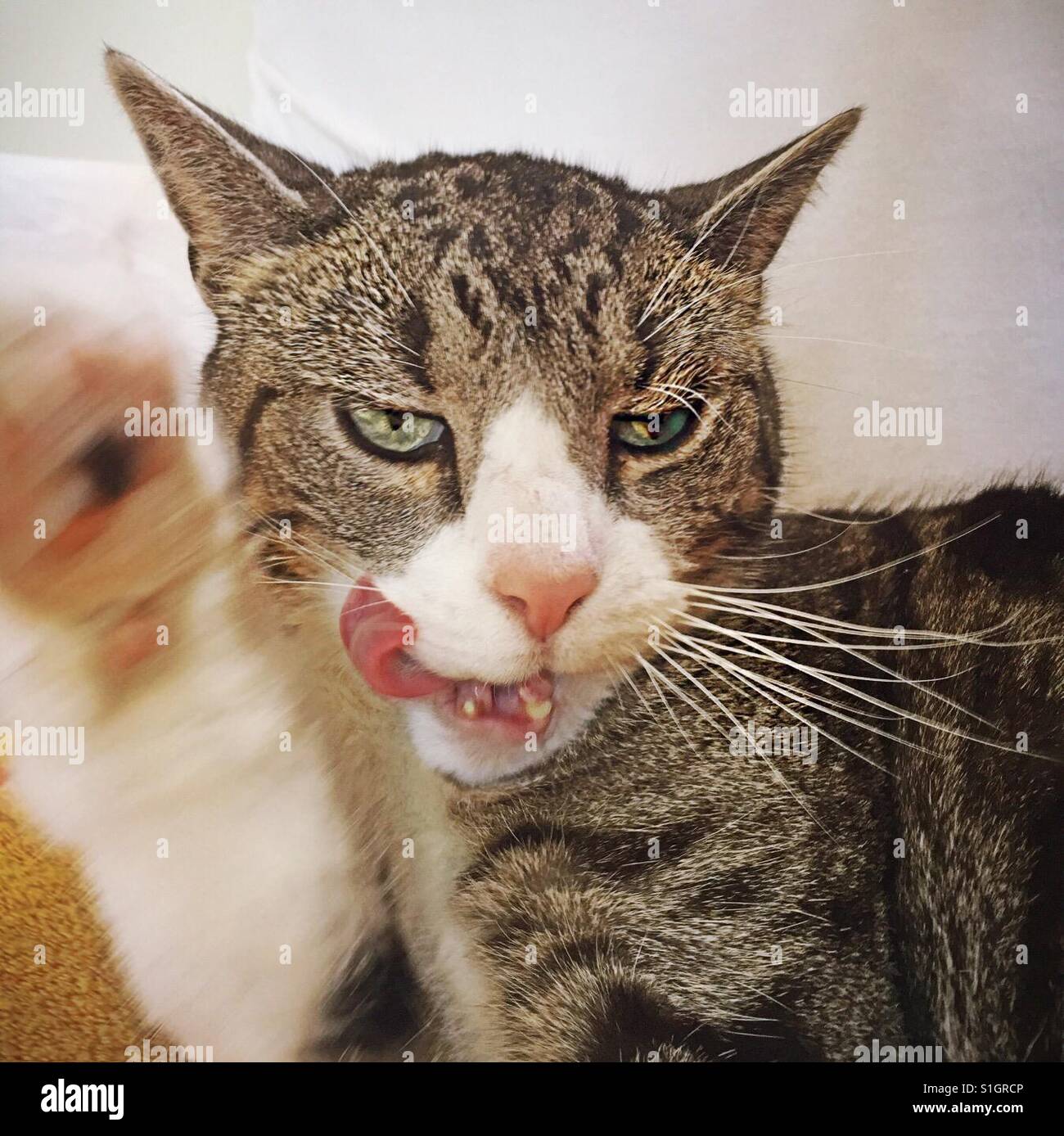 Busy cat hi-res stock photography and images - Alamy