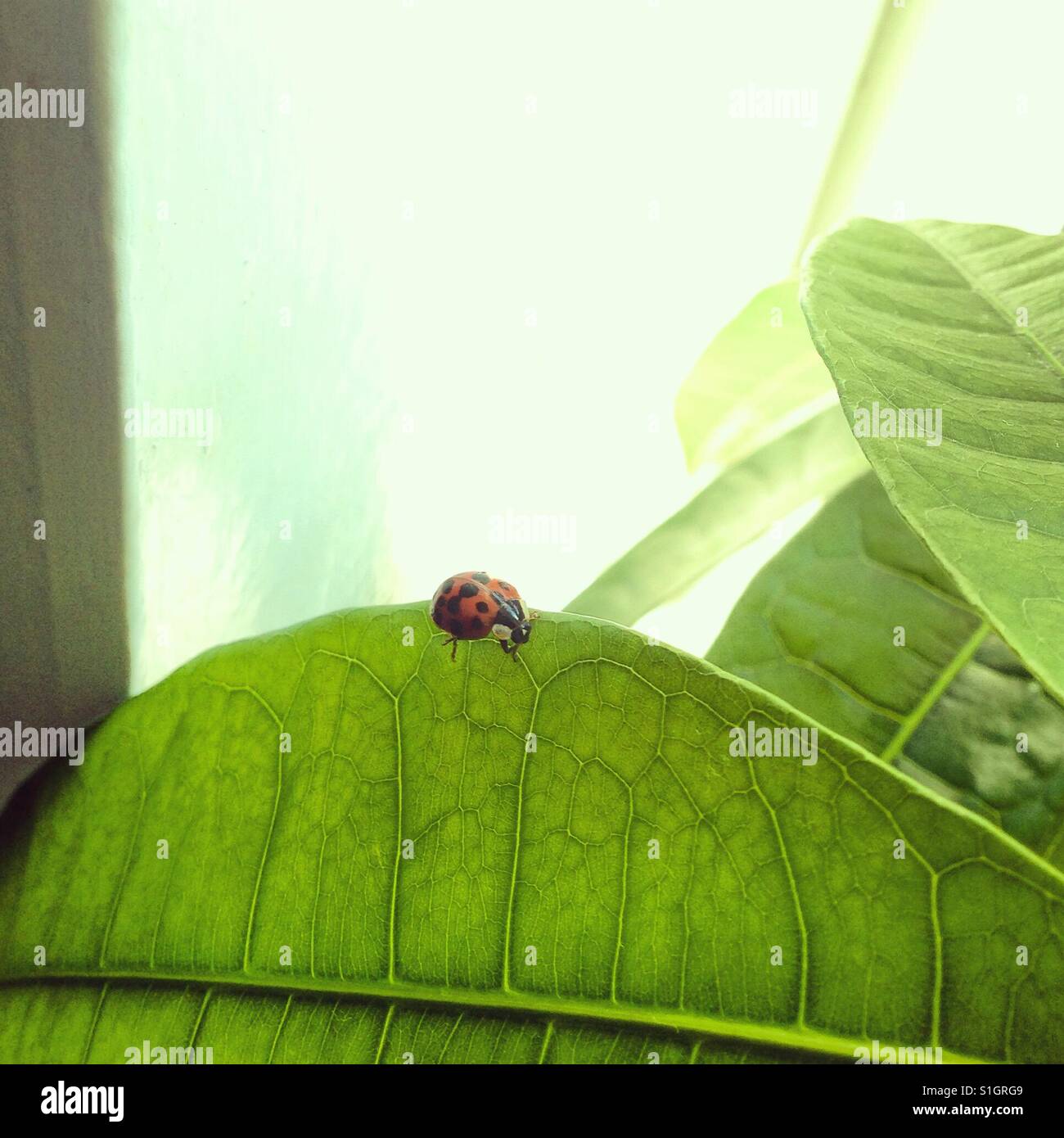 Ladybug on leaf Stock Photo - Alamy