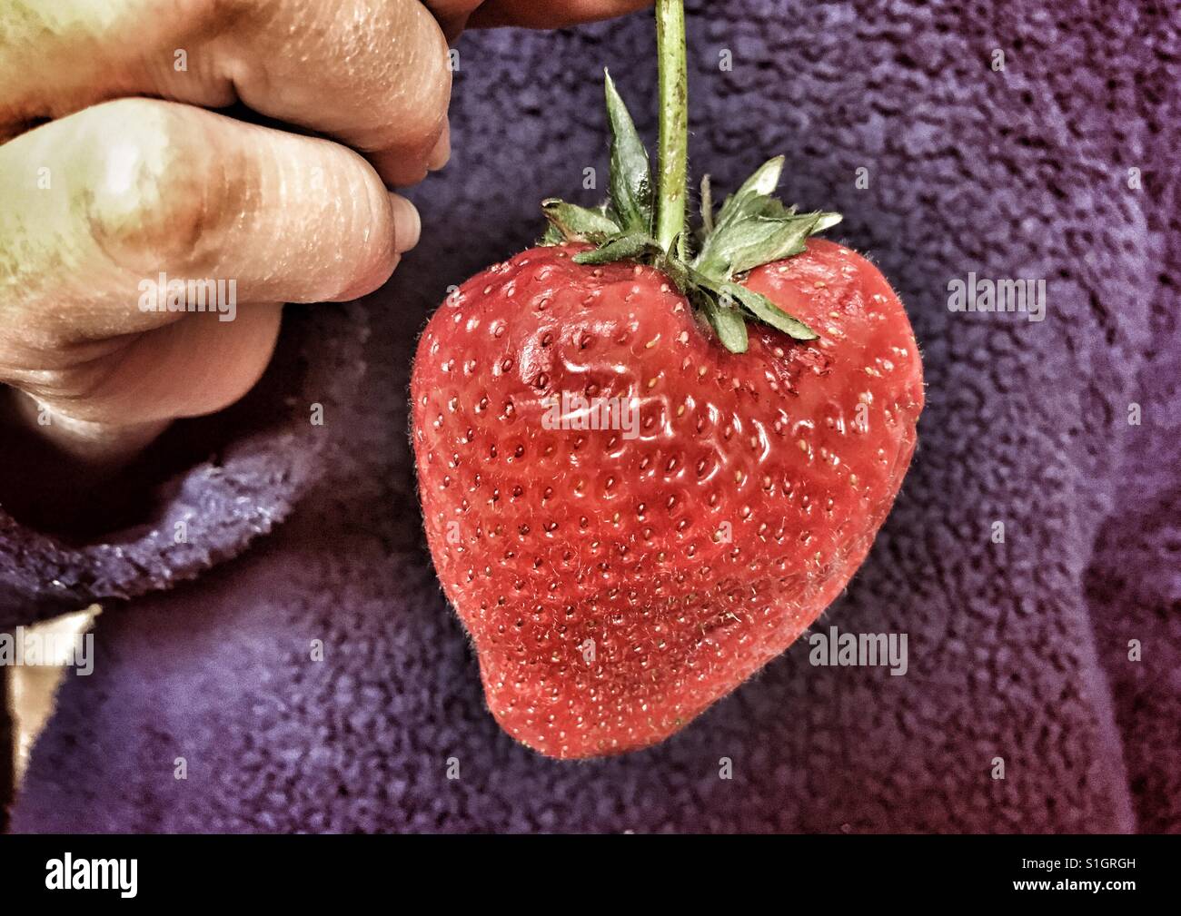 Very large fresh strawberry Stock Photo - Alamy