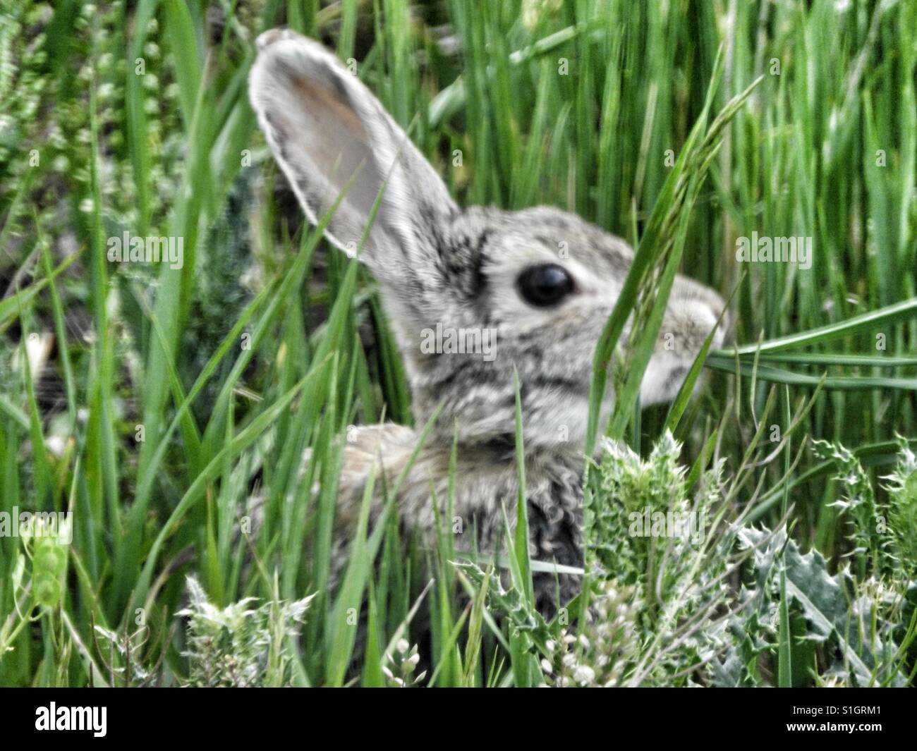 Rabbit chewing grass Stock Photo - Alamy