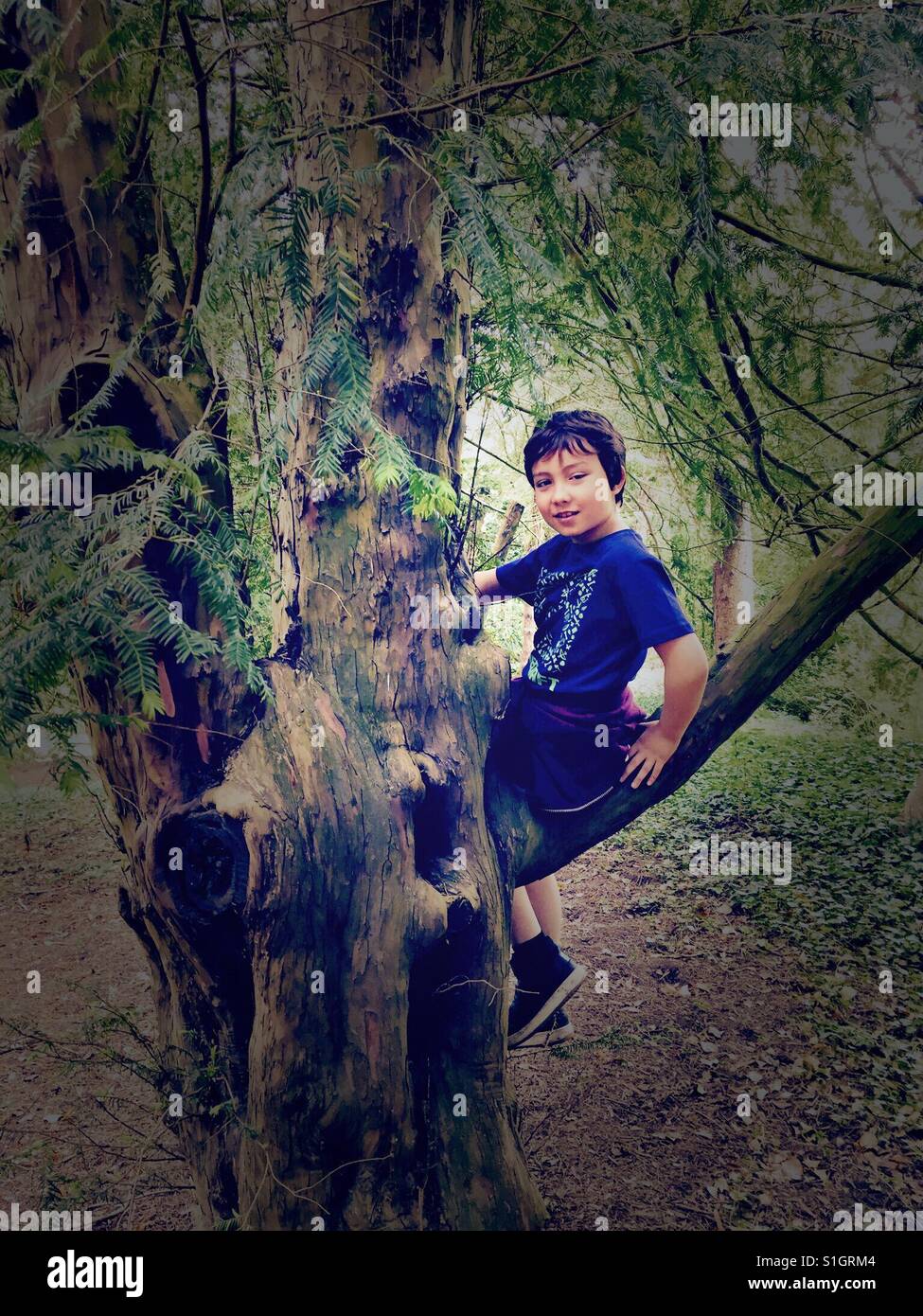 A young boy sat in a tree Stock Photo - Alamy