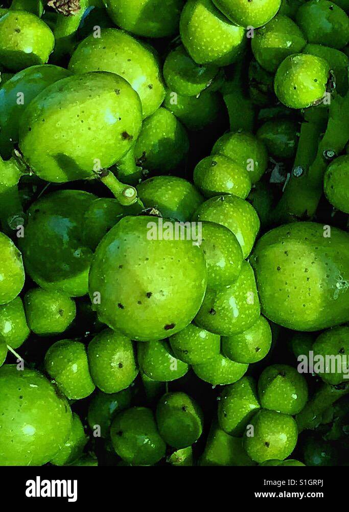 Berrys green hi-res stock photography and images - Alamy