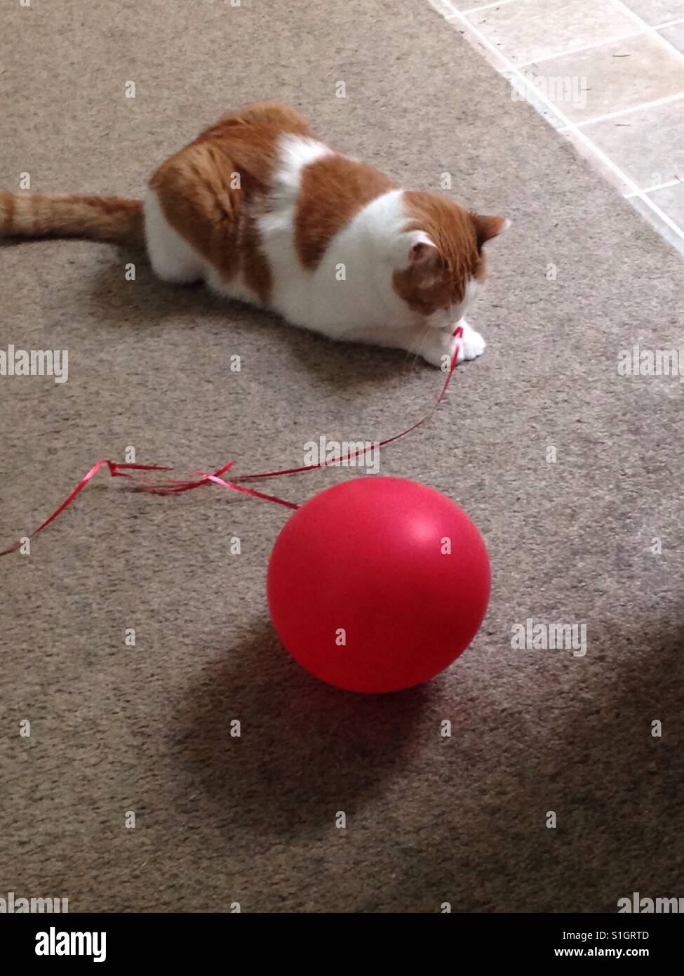 Balloon cat hi-res stock photography and images - Alamy