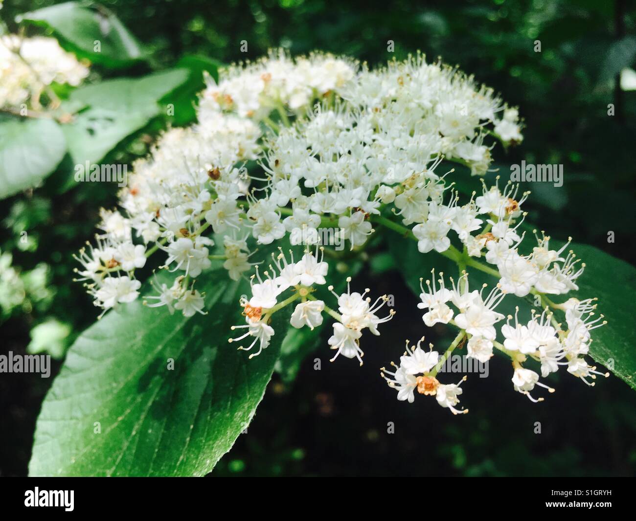 Tiny white flowers hi-res stock photography and images - Alamy
