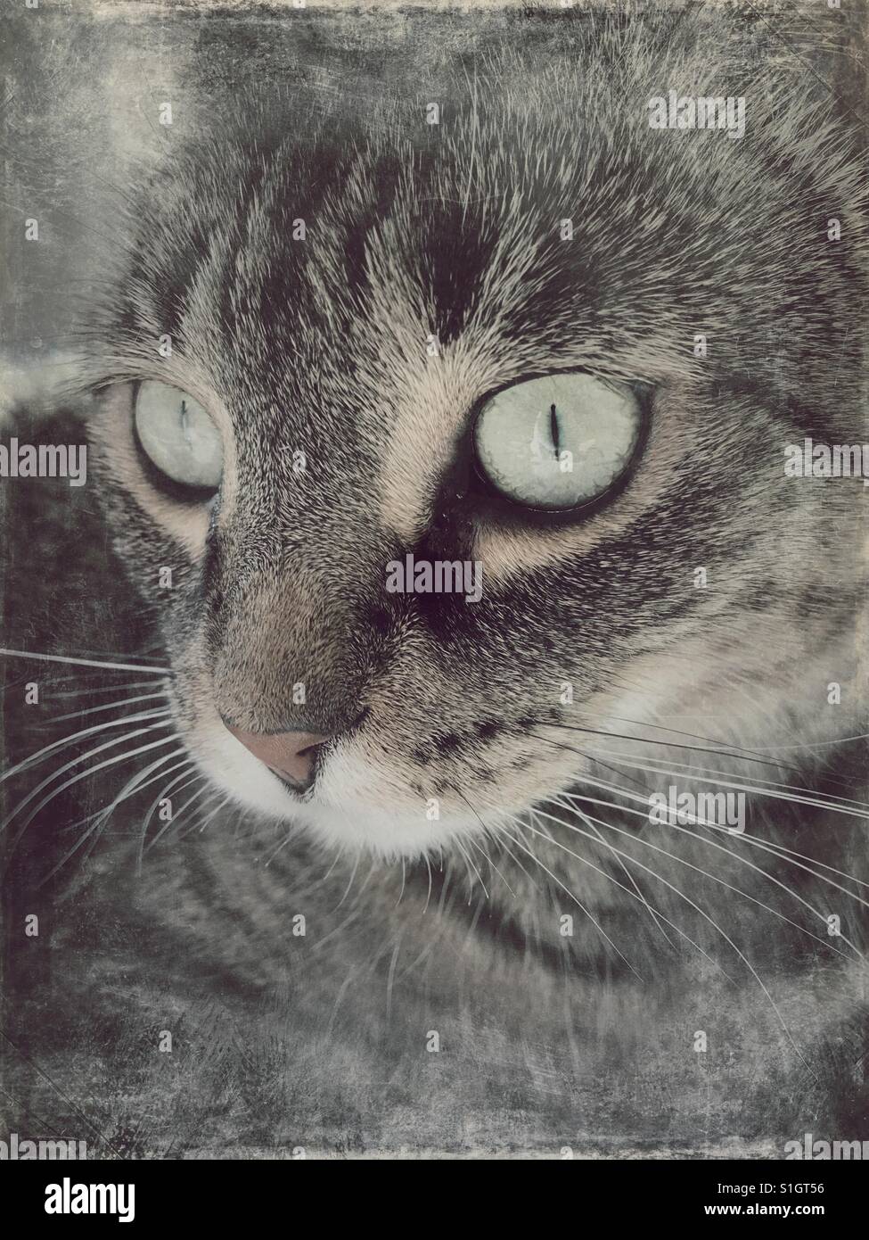 Pensive tabby cat closeup Stock Photo - Alamy