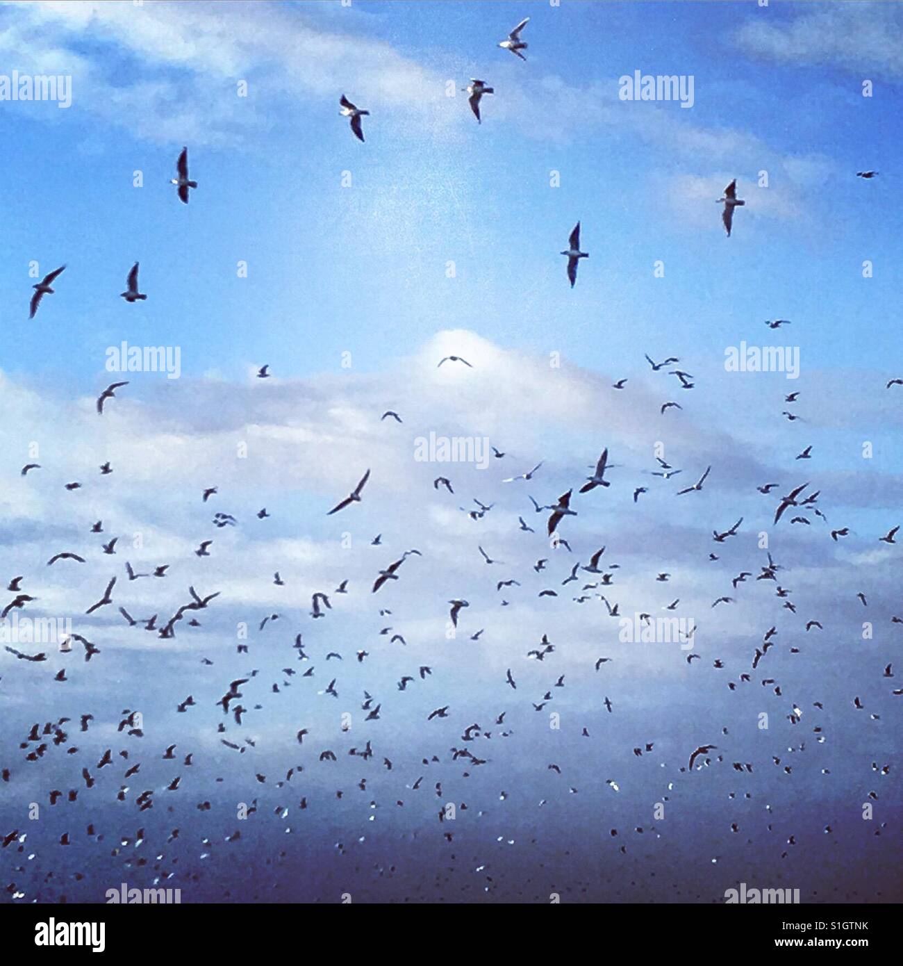 Swarm Of Birds High Resolution Stock Photography and Images - Alamy