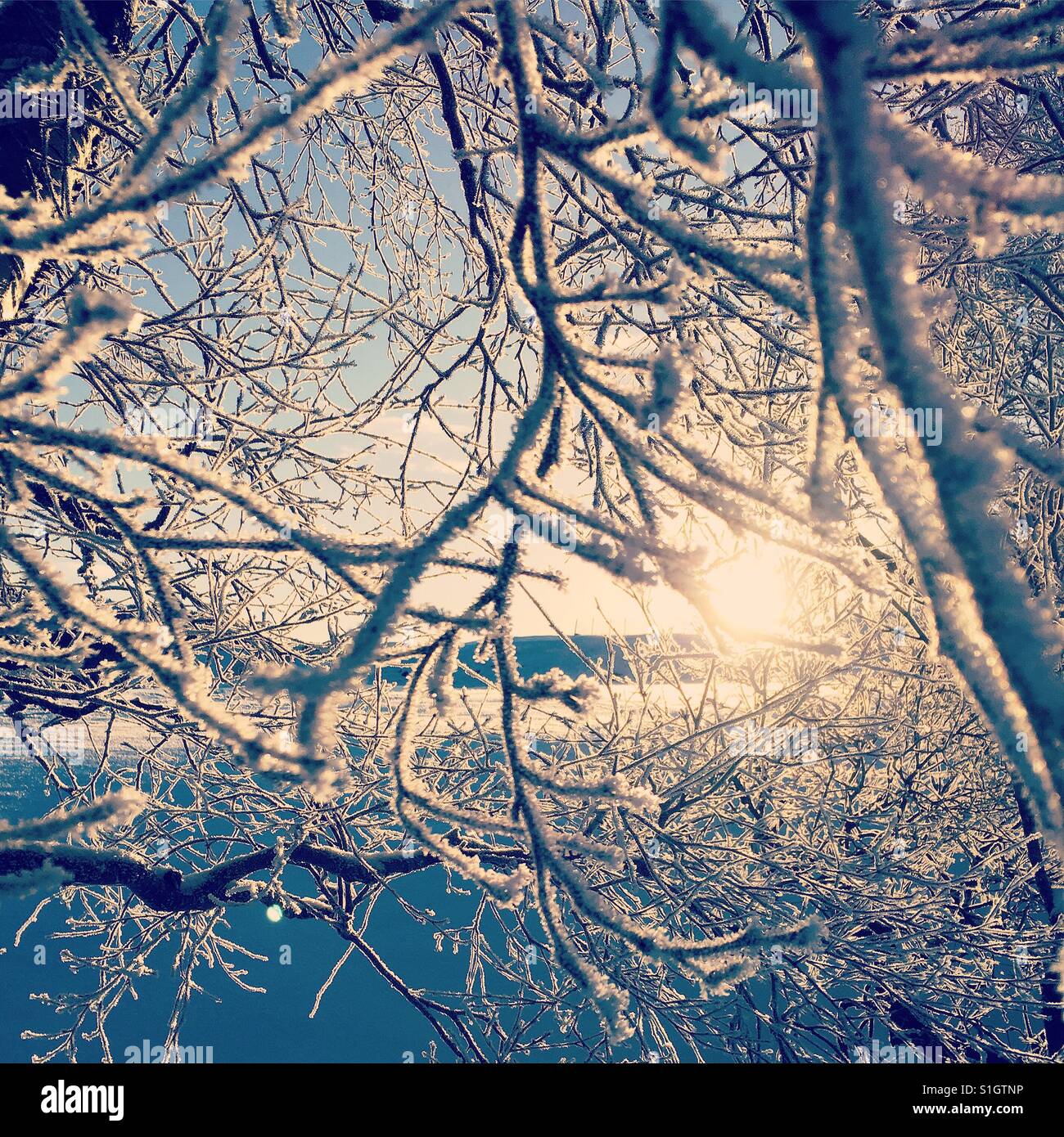 Ice tree branches hi-res stock photography and images - Alamy