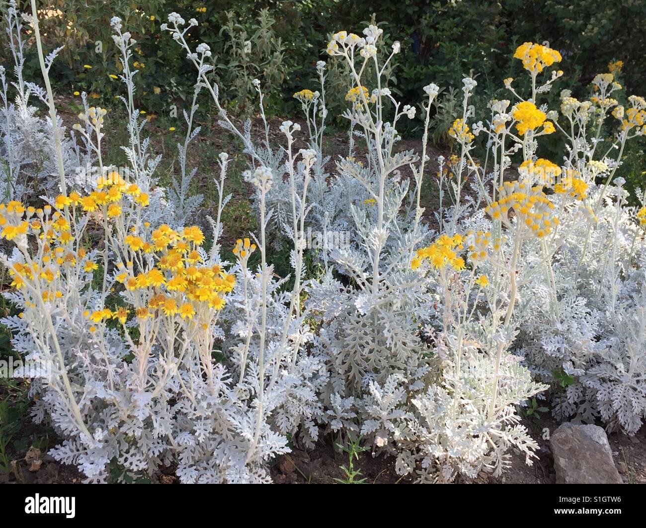 Silver and gold flowers hi-res stock photography and images - Alamy