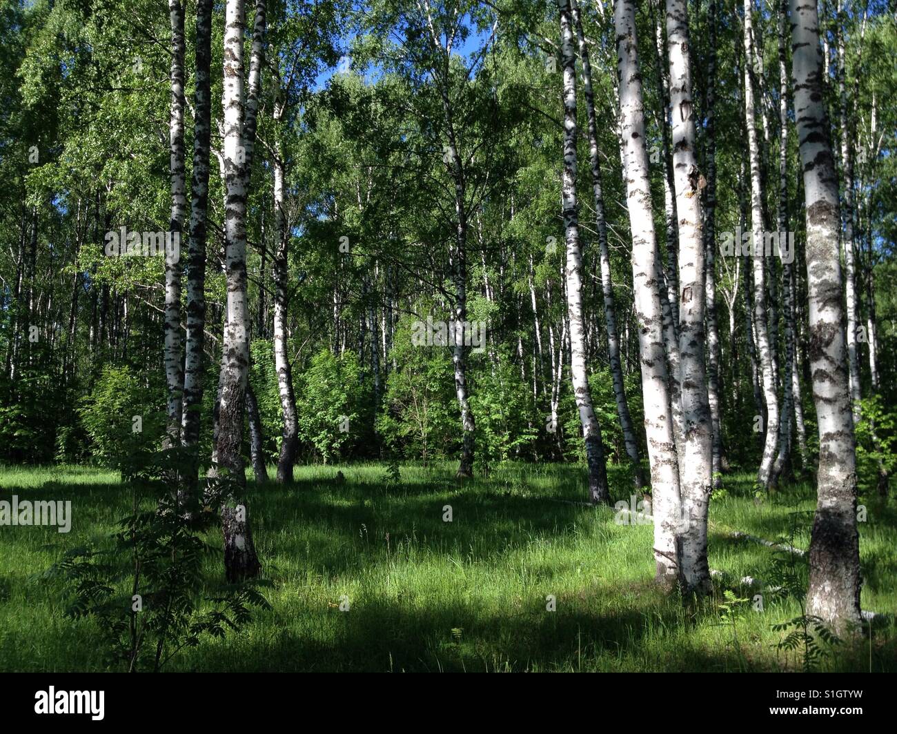 Birch grove hi-res stock photography and images - Alamy
