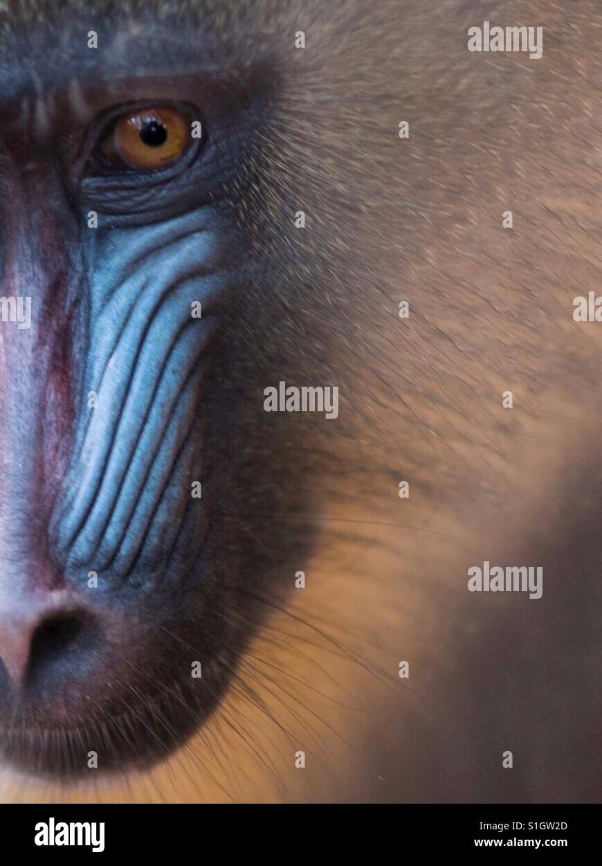 Mandrill zoo hi-res stock photography and images - Alamy