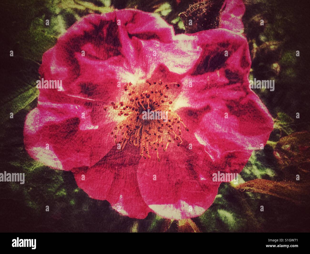 Pink rambling rose Stock Photo - Alamy