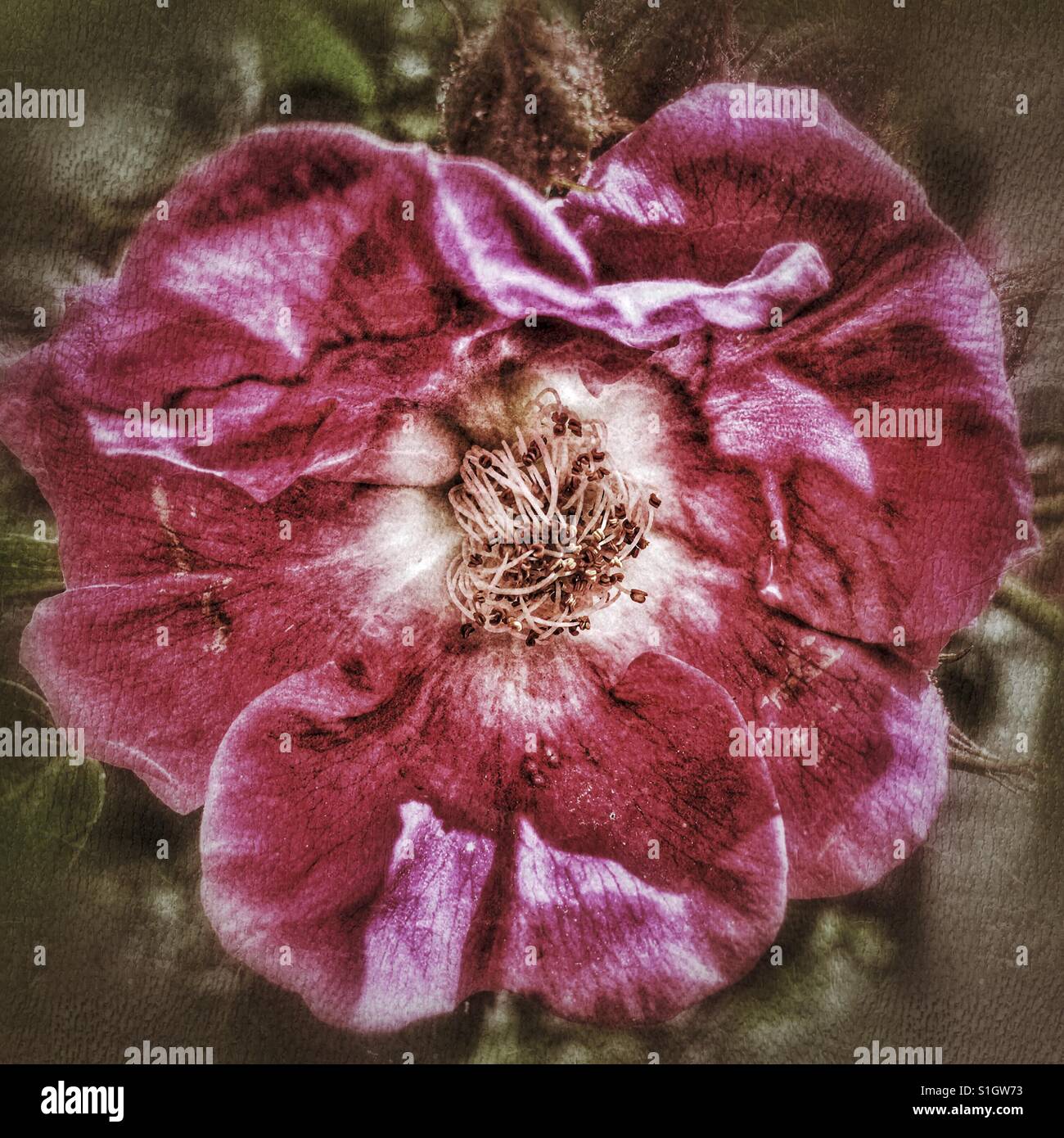 Pink rambling rose Stock Photo - Alamy