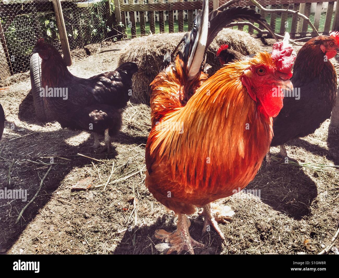 Cockerel and chickens hi-res stock photography and images - Alamy