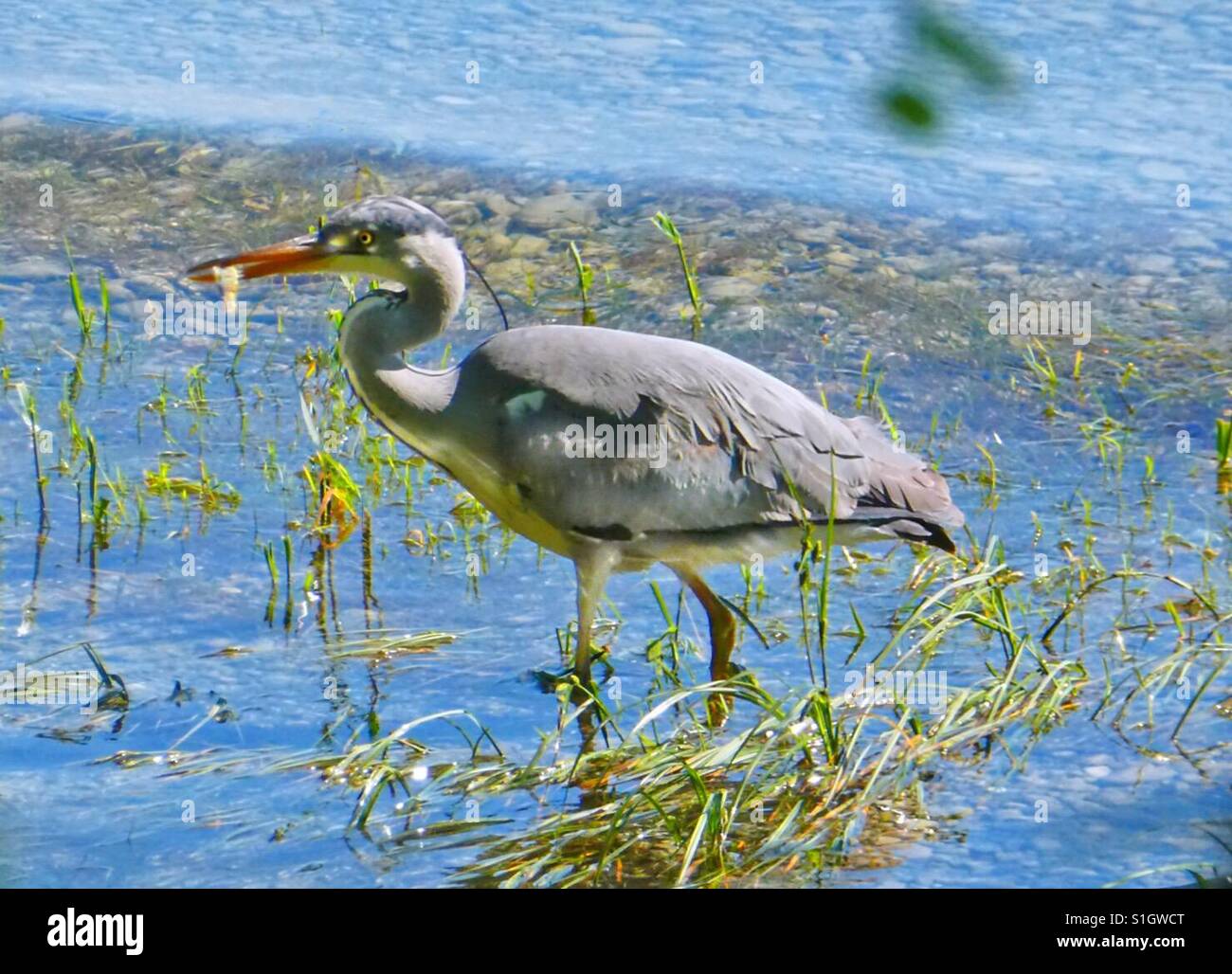 Everyday bird hi-res stock photography and images - Alamy