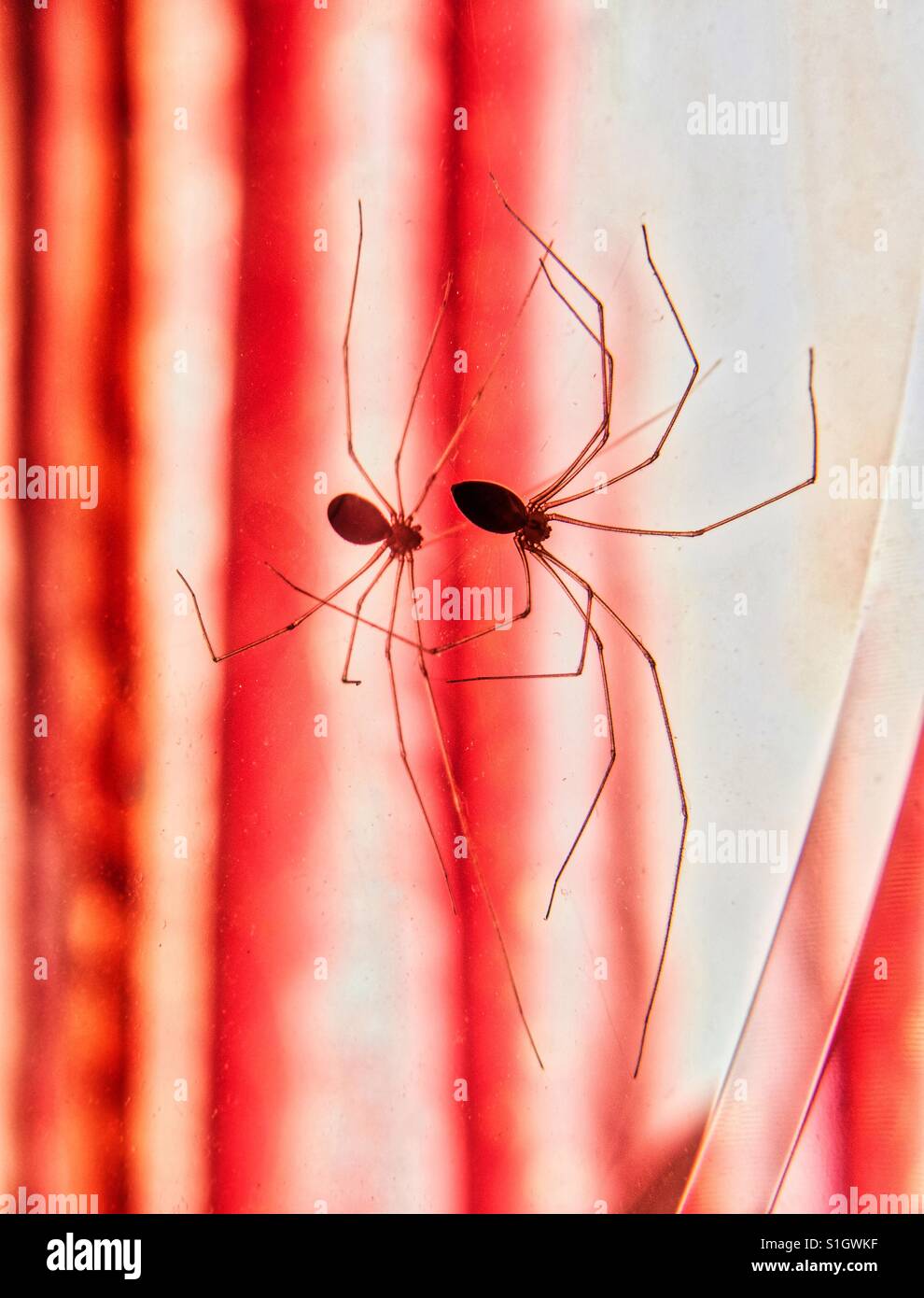 Spider dance hi-res stock photography and images - Alamy