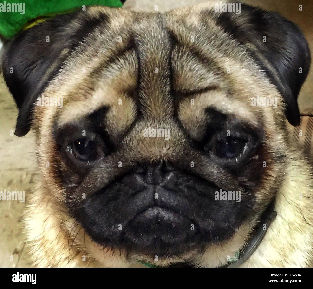 Pug face hi-res stock photography and images - Alamy