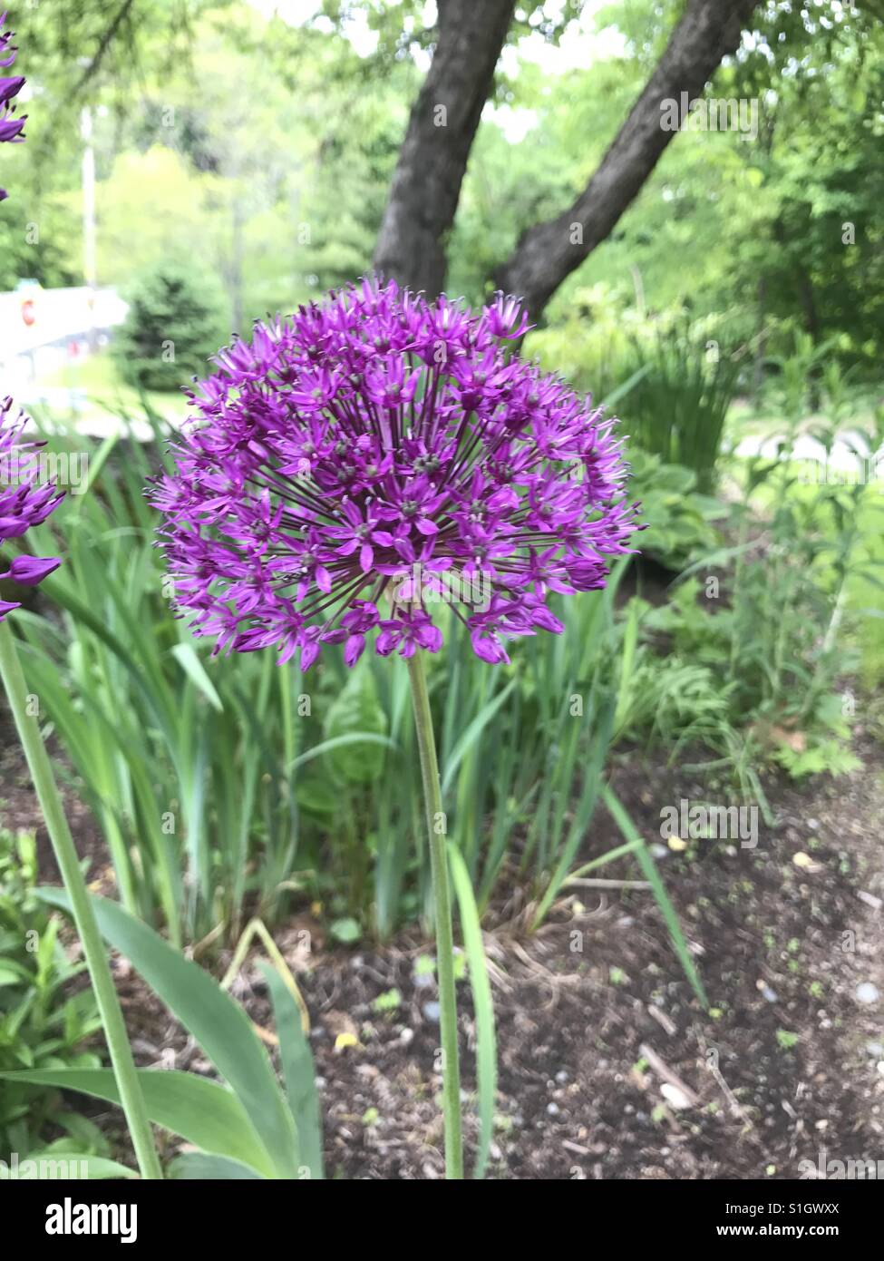 The purple onion hi-res stock photography and images - Alamy