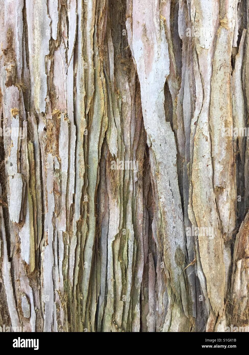 Corteza arbol hi-res stock photography and images - Alamy