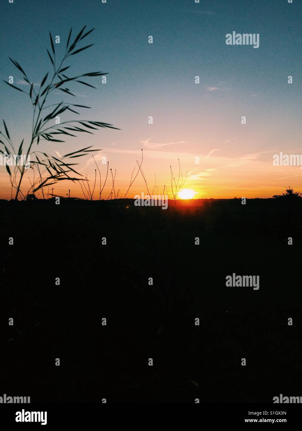 Sunset with grass Stock Photo - Alamy
