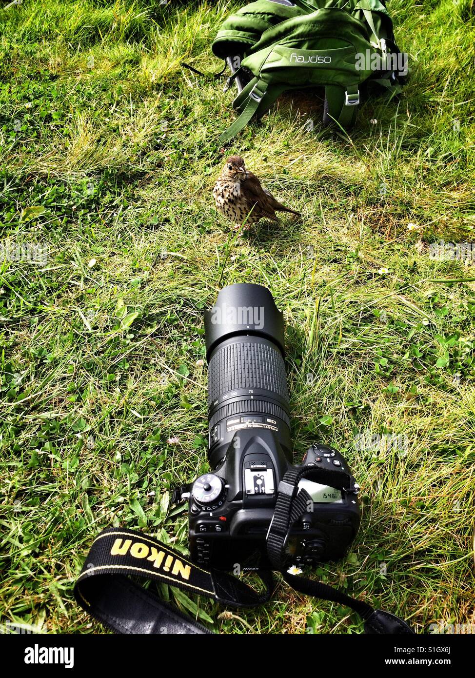 A tame song thrush seen whilst camping on St Agnes, an island in the ...