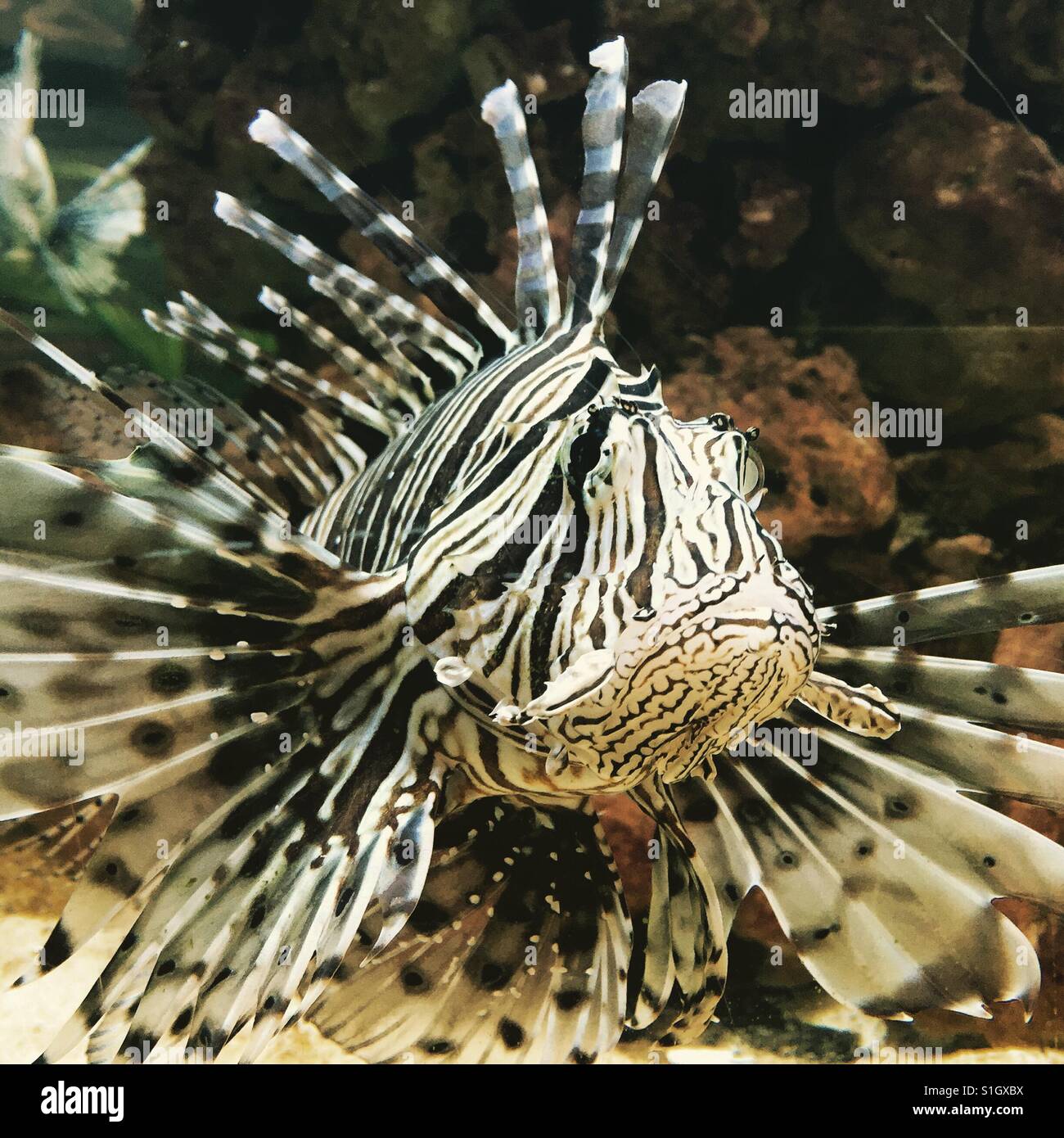 Marine life lionfish hi-res stock photography and images - Alamy