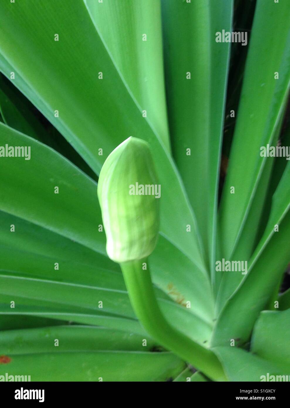 Green flower leaves hi-res stock photography and images - Alamy