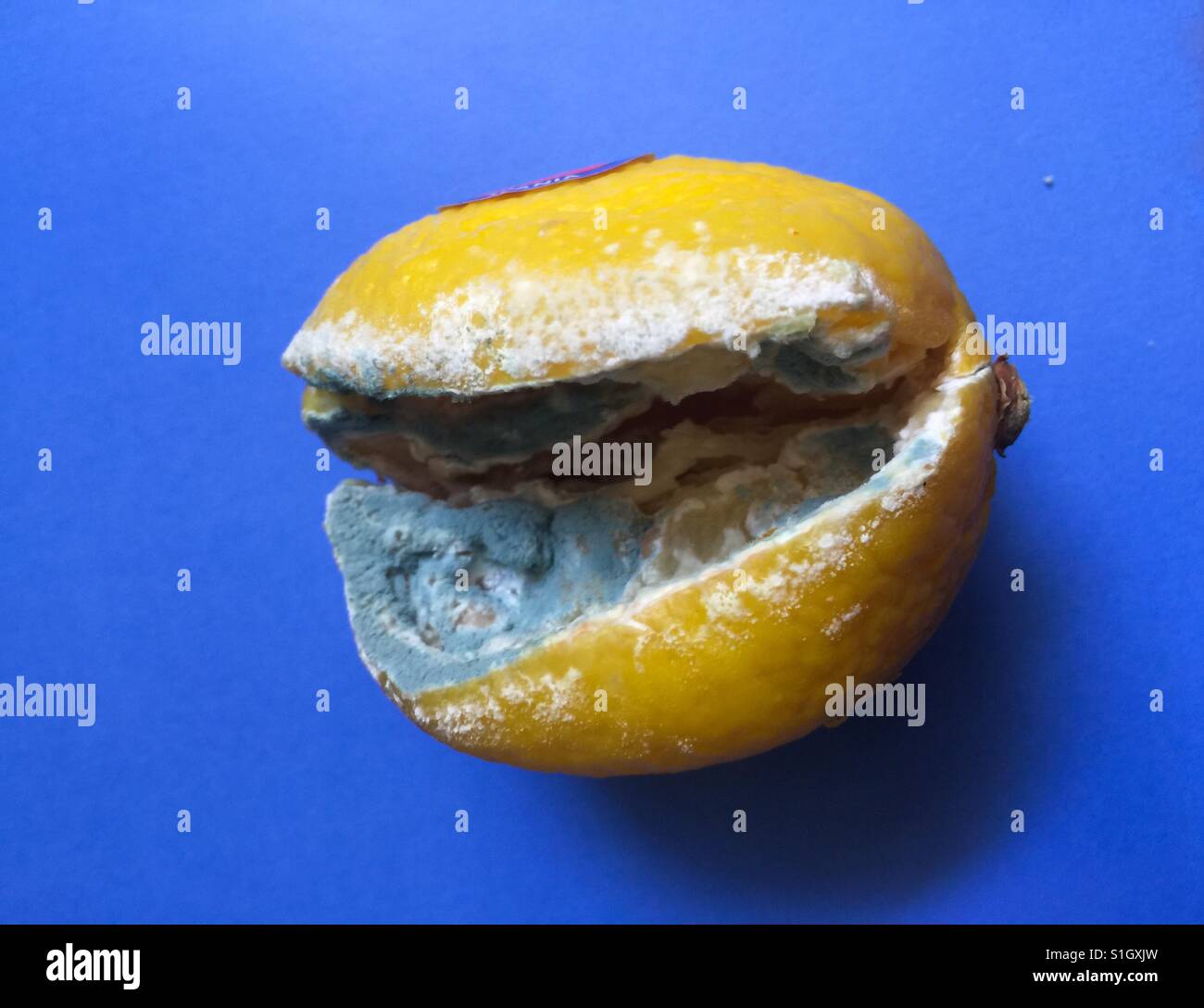 Mould growing on a lemon Stock Photo - Alamy