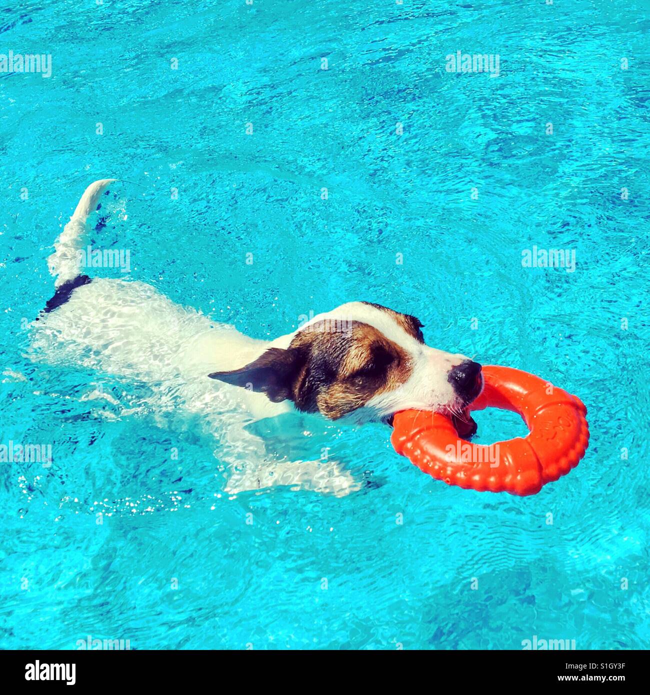 Dog carrying a toy lifesaver ring in an outdoor swimming pool. Square ...