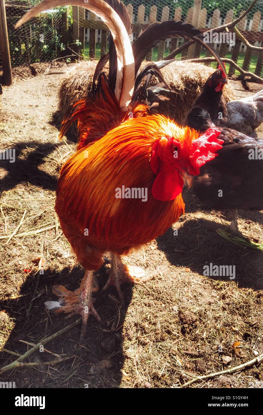 Cockerels hi-res stock photography and images - Alamy