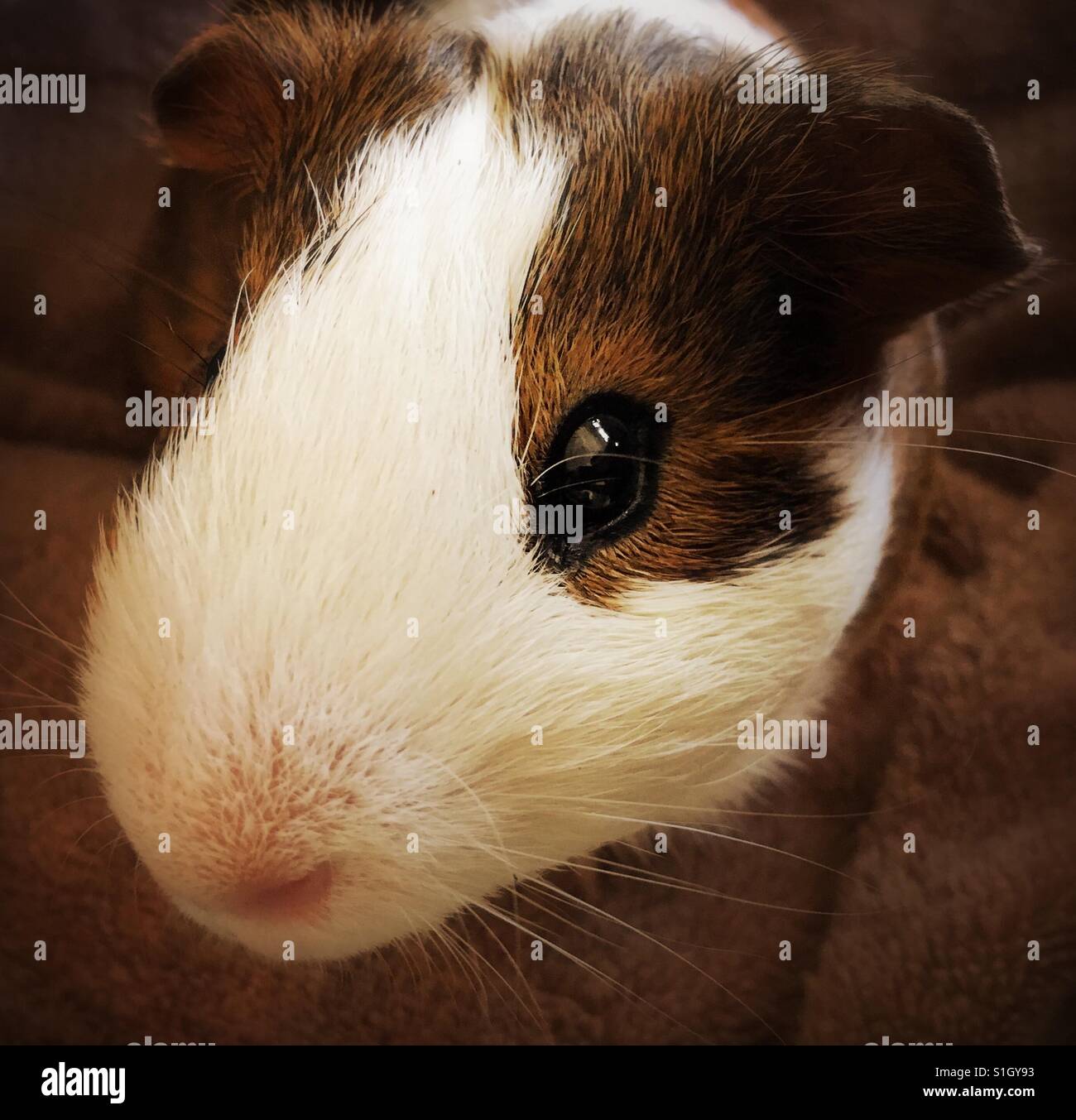 Guinea pig face hi-res stock photography and images - Alamy