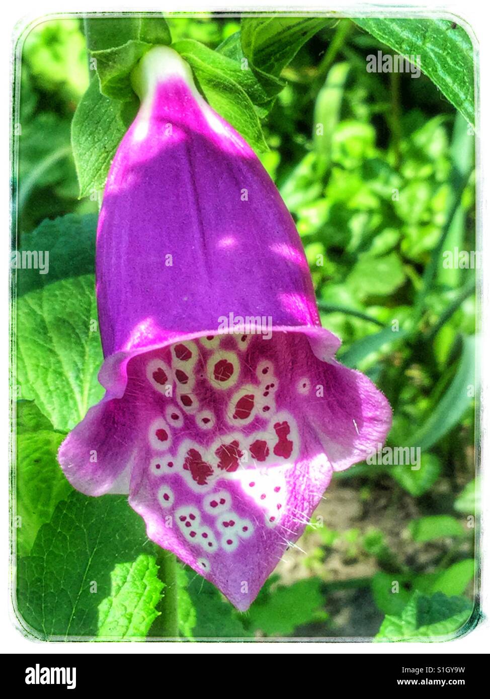 Delicate flower hi-res stock photography and images - Alamy