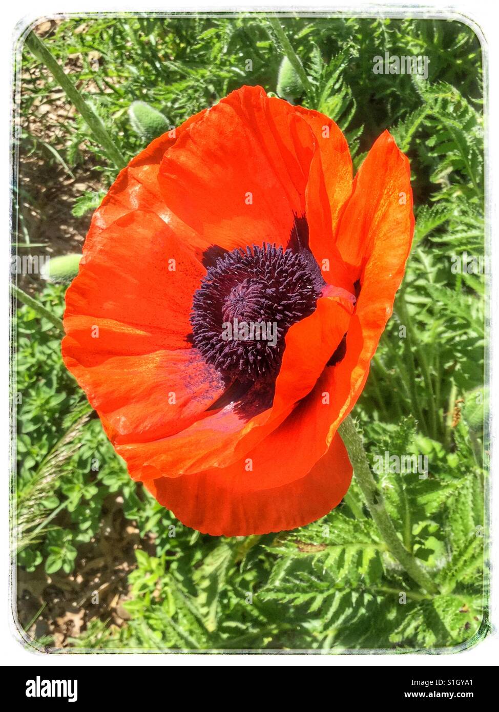 Bright orange single flower Stock Photo - Alamy