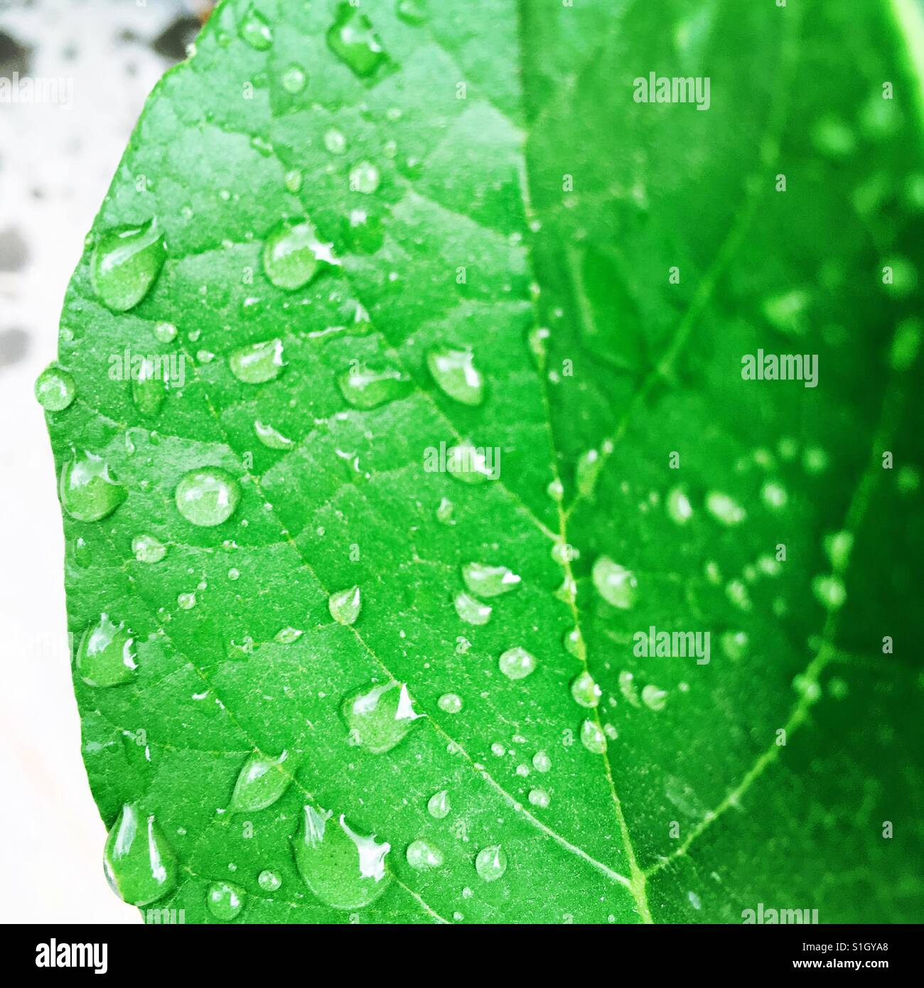 First click hi-res stock photography and images - Alamy