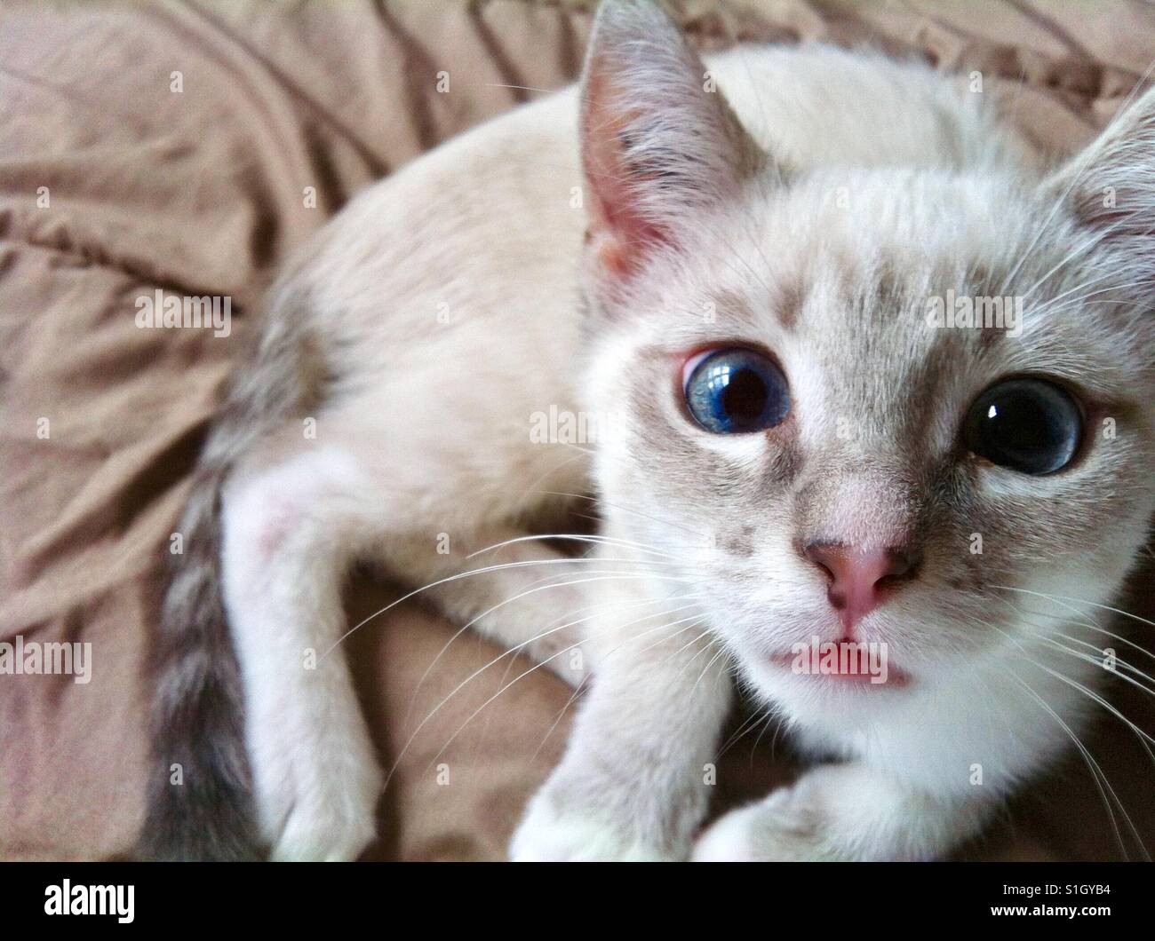 Lynx point siamese hi-res stock photography and images - Alamy