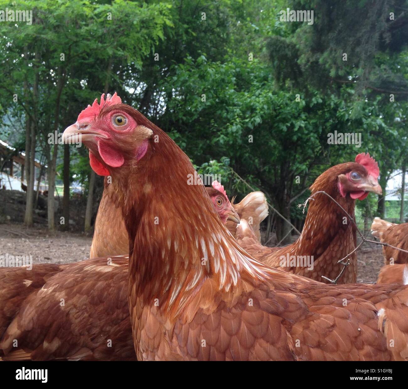 Free range chickens hi-res stock photography and images - Alamy