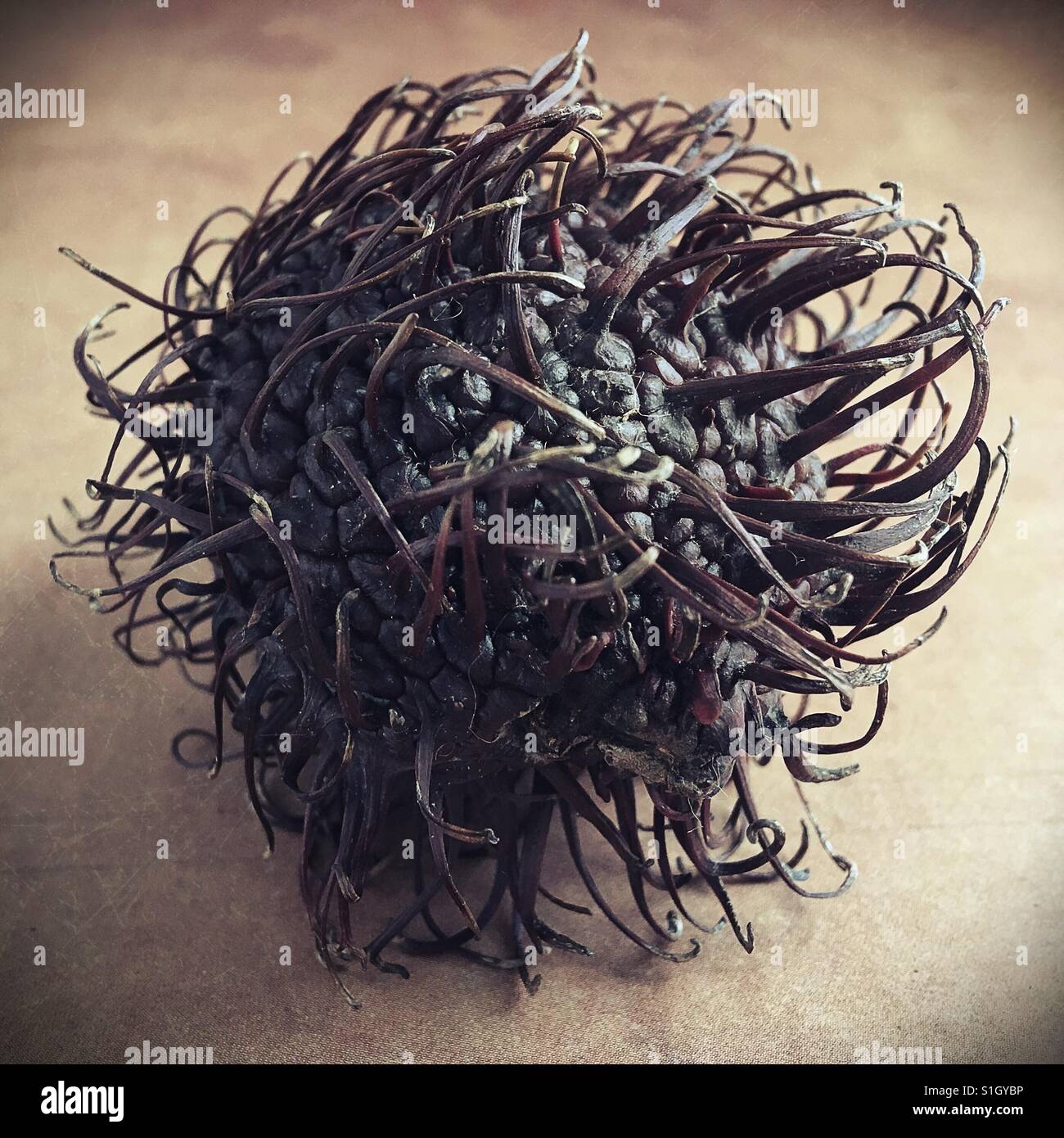 Rambutan fruit hi-res stock photography and images - Alamy