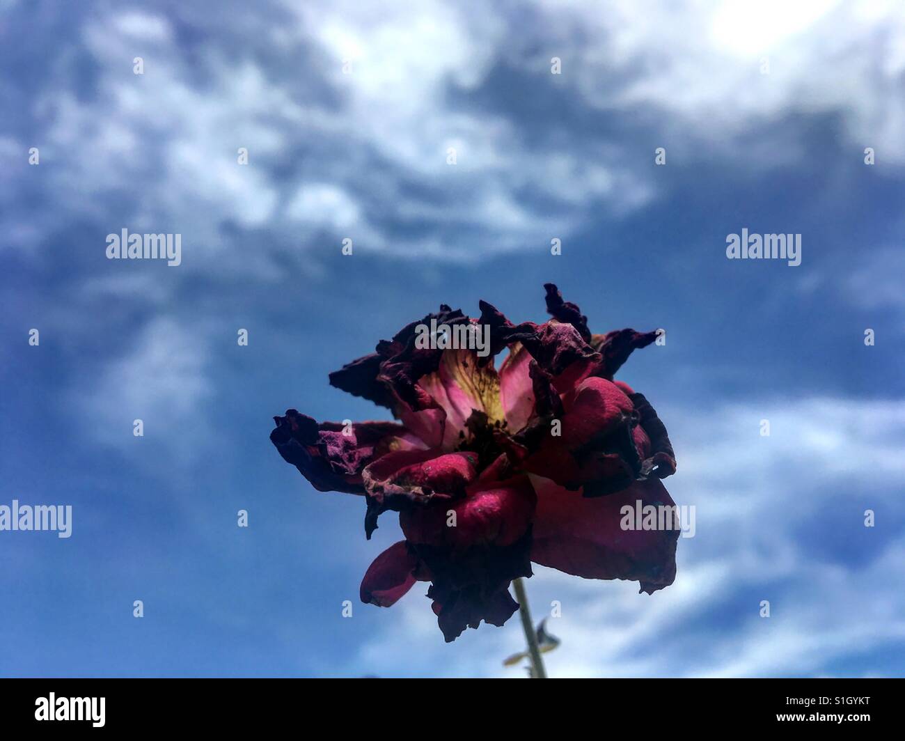 Dying rose hi-res stock photography and images - Alamy